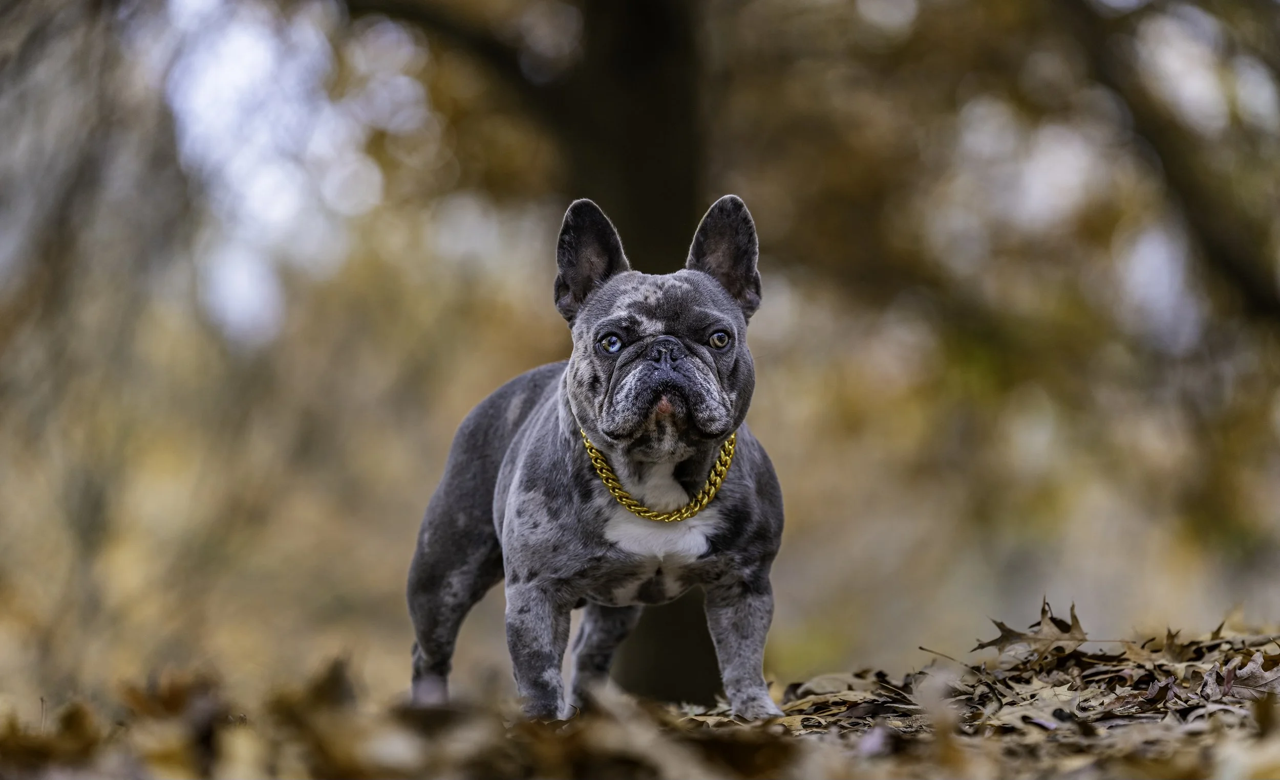 Stud Service — Country Club Frenchies