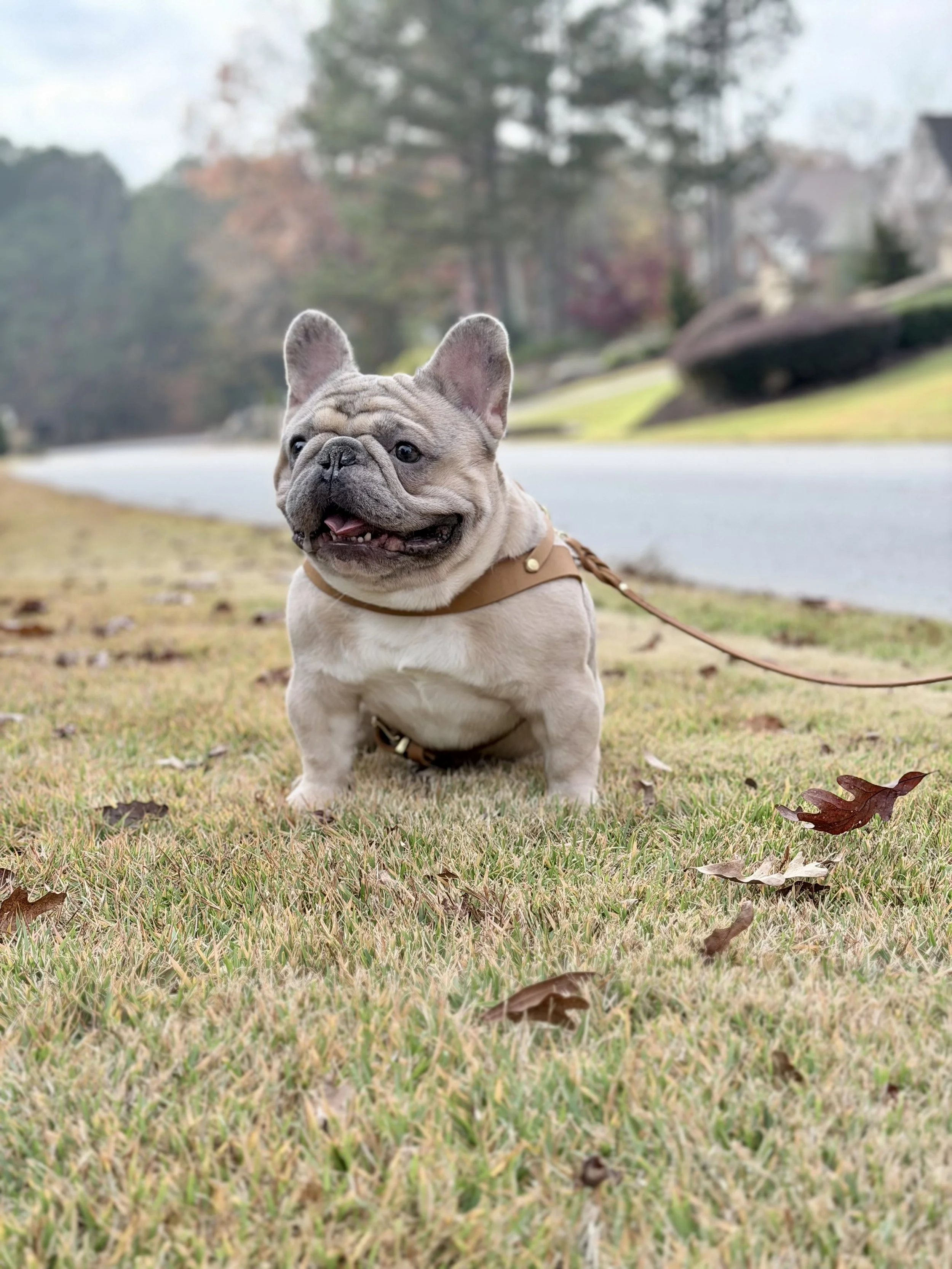 French Bulldog Stud Service USA | Health Tested AKC Studs & Shipping ...