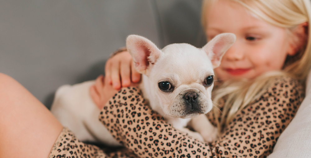 How it works | Discover Your Perfect Pup Today — Country Club Frenchies