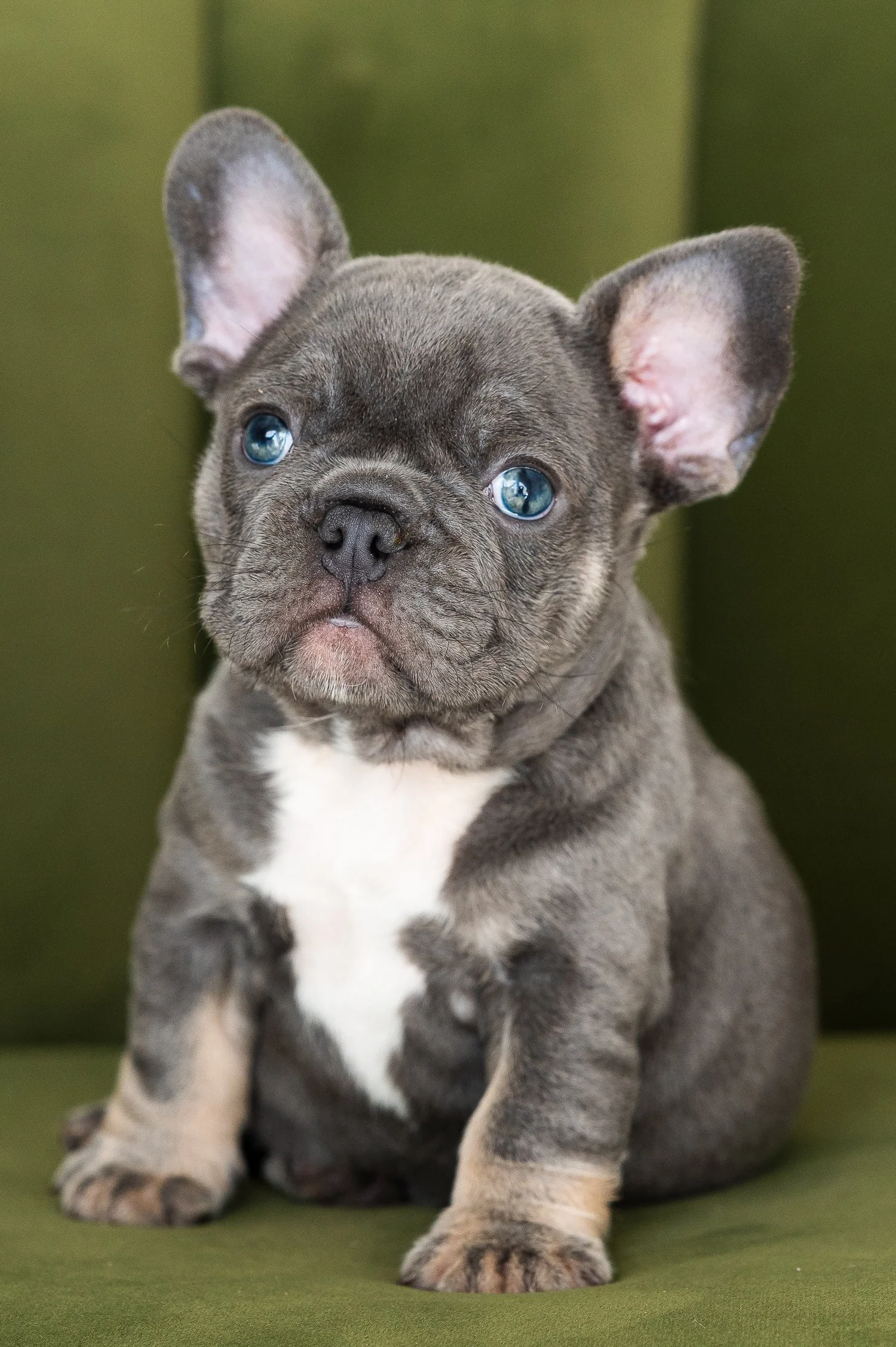 French Bulldog Puppies for Sale | Health Tested AKC Frenchies USA ...