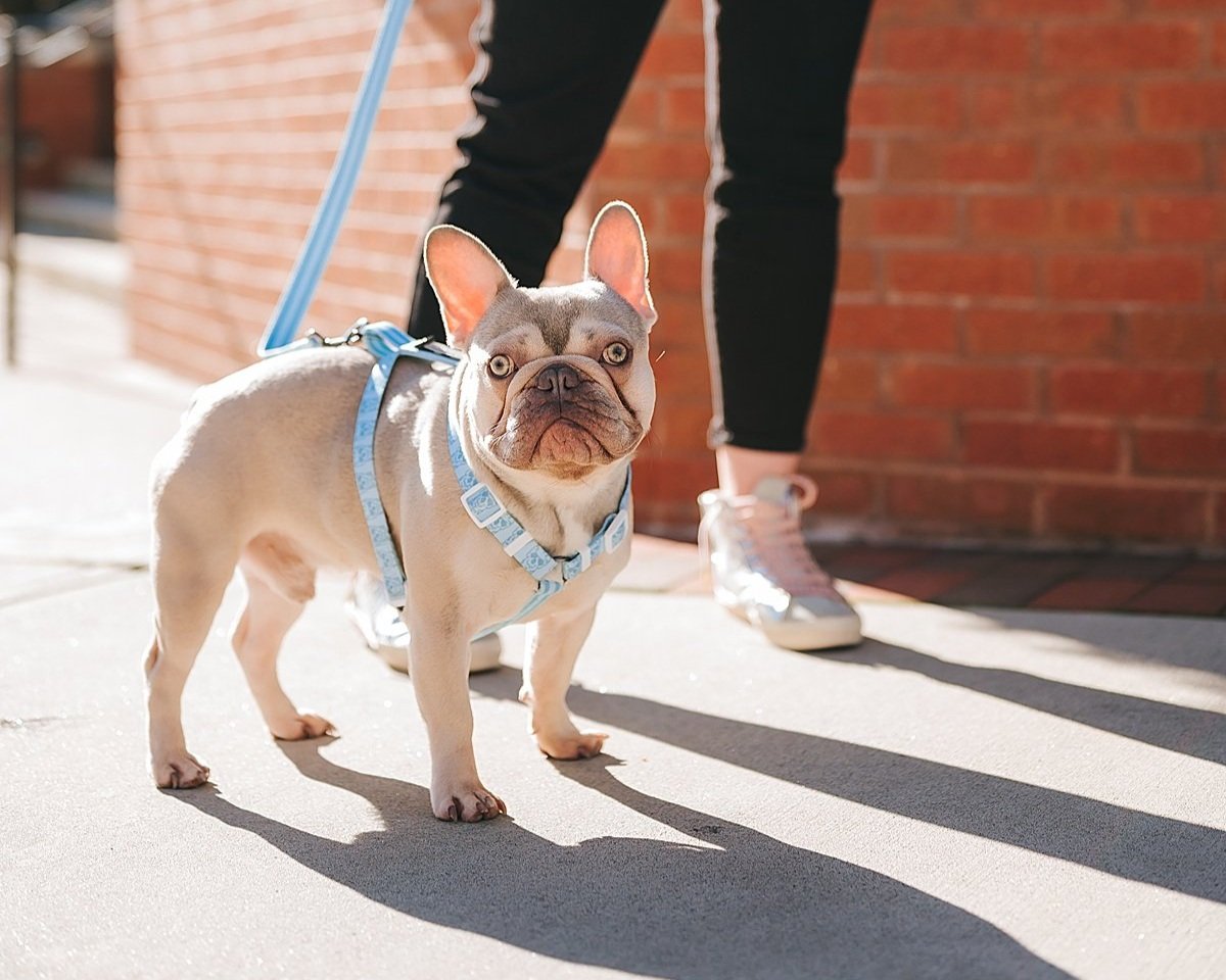 Stud Service — Country Club Frenchies