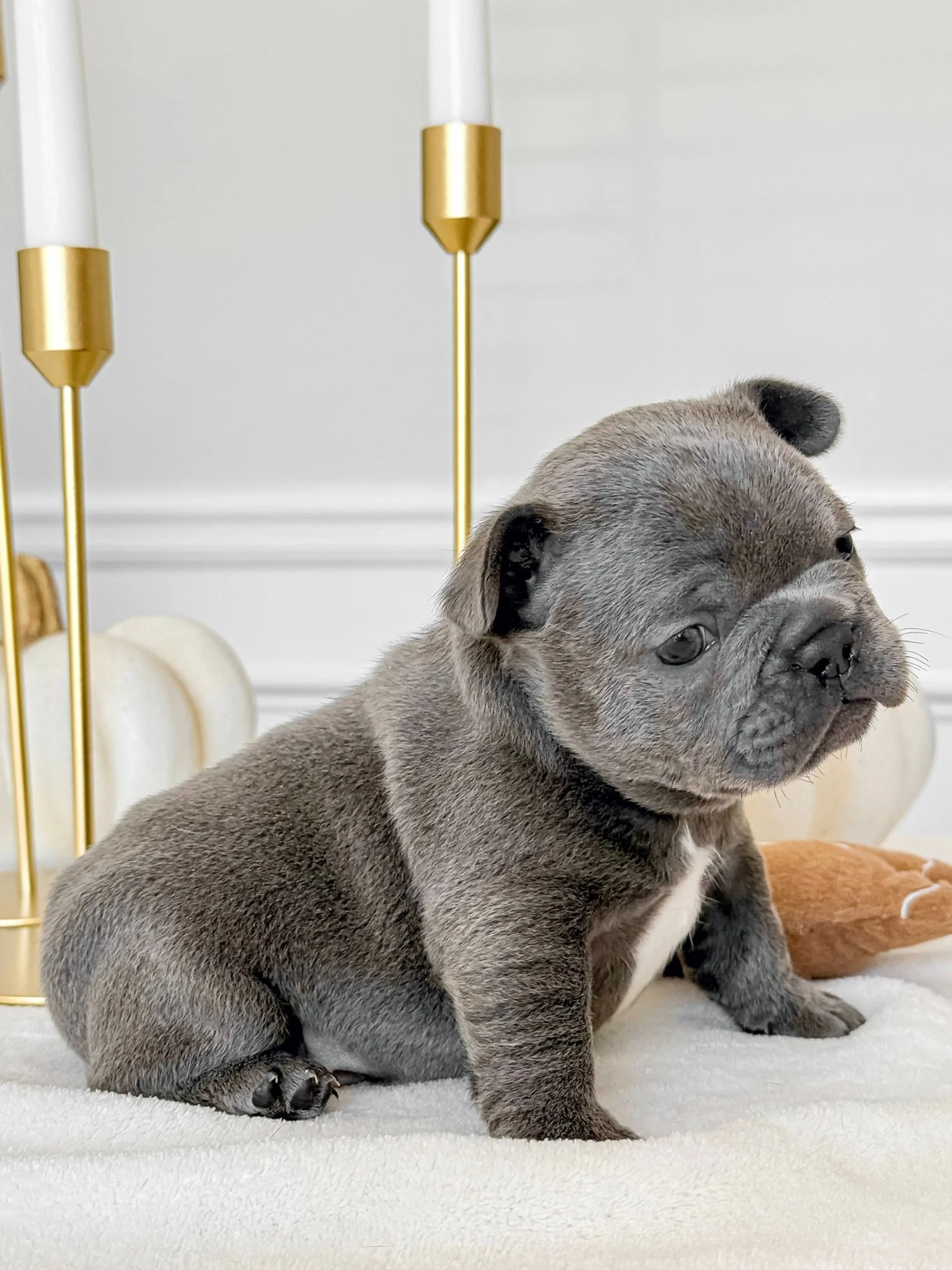 French Bulldog Puppies for Sale | Puppies Available Now | Country Club ...
