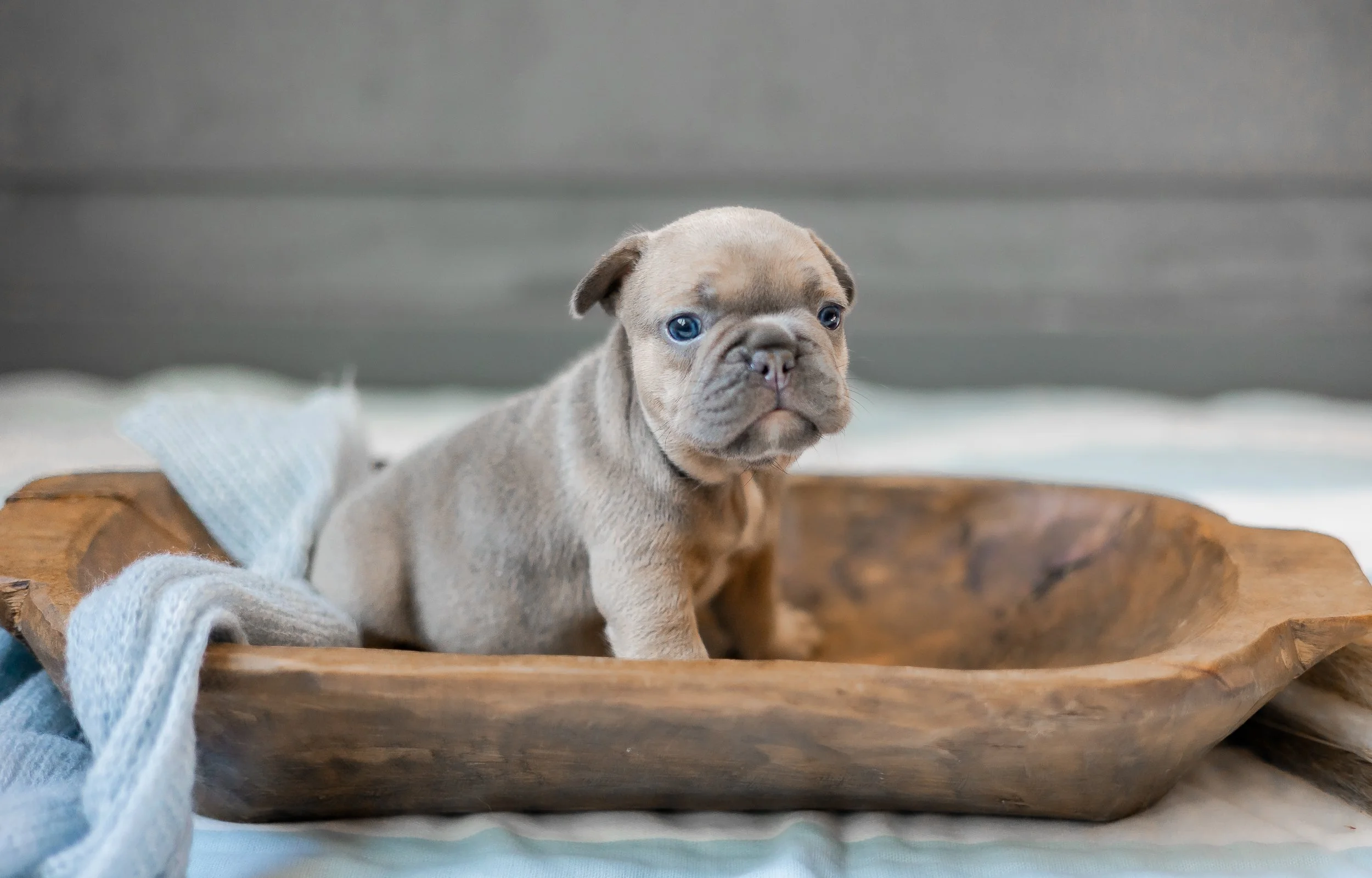 French Bulldog Puppies for Sale | Puppies Available Now | Country Club ...
