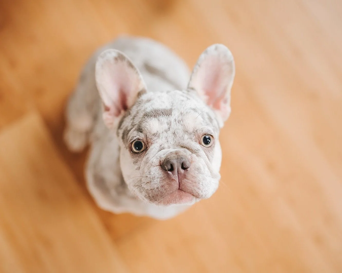 Reservations | Reserve Your Frenchie Today — Country Club Frenchies