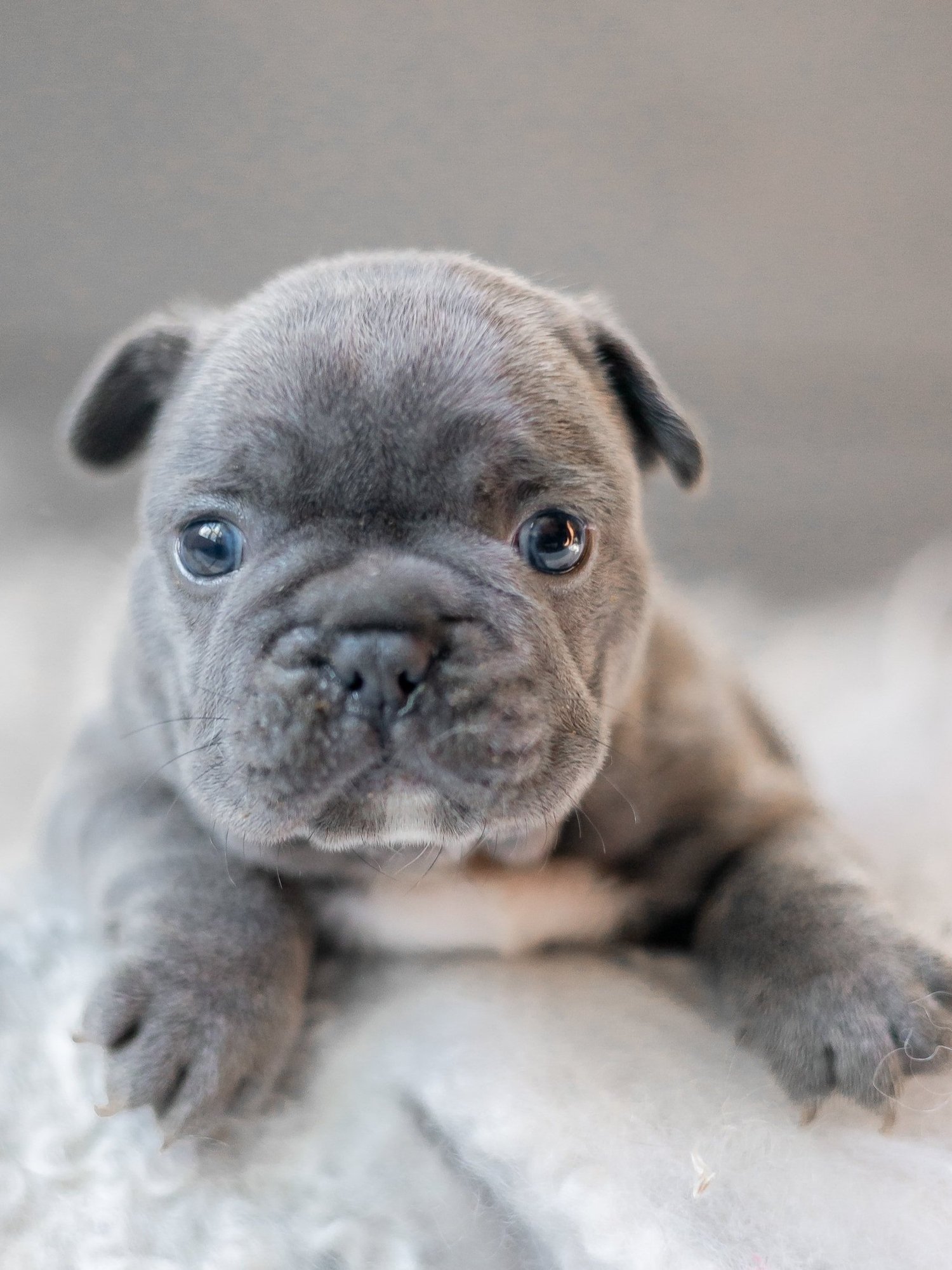 French Bulldog Puppies for Sale | Puppies Available Now | Country Club ...