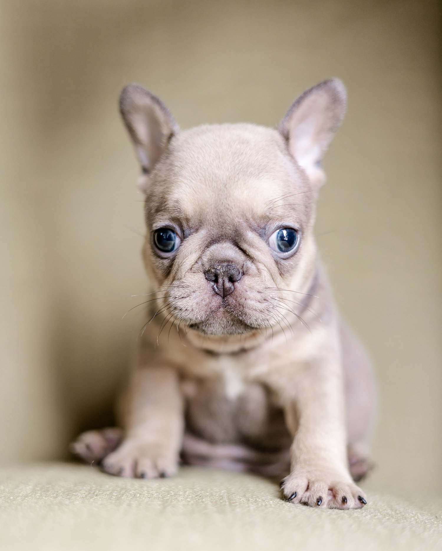 French Bulldog Puppies for Sale | Puppies Available Now | Country Club ...