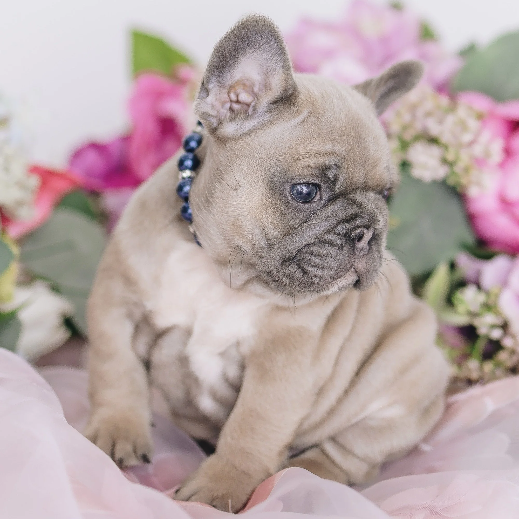 French Bulldog Puppies for Sale | Health Tested AKC Frenchies USA ...