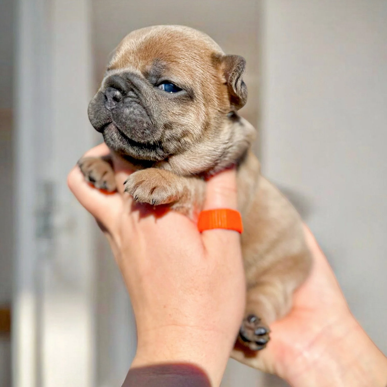 French Bulldog Puppies for Sale | Puppies Available Now | Country Club ...