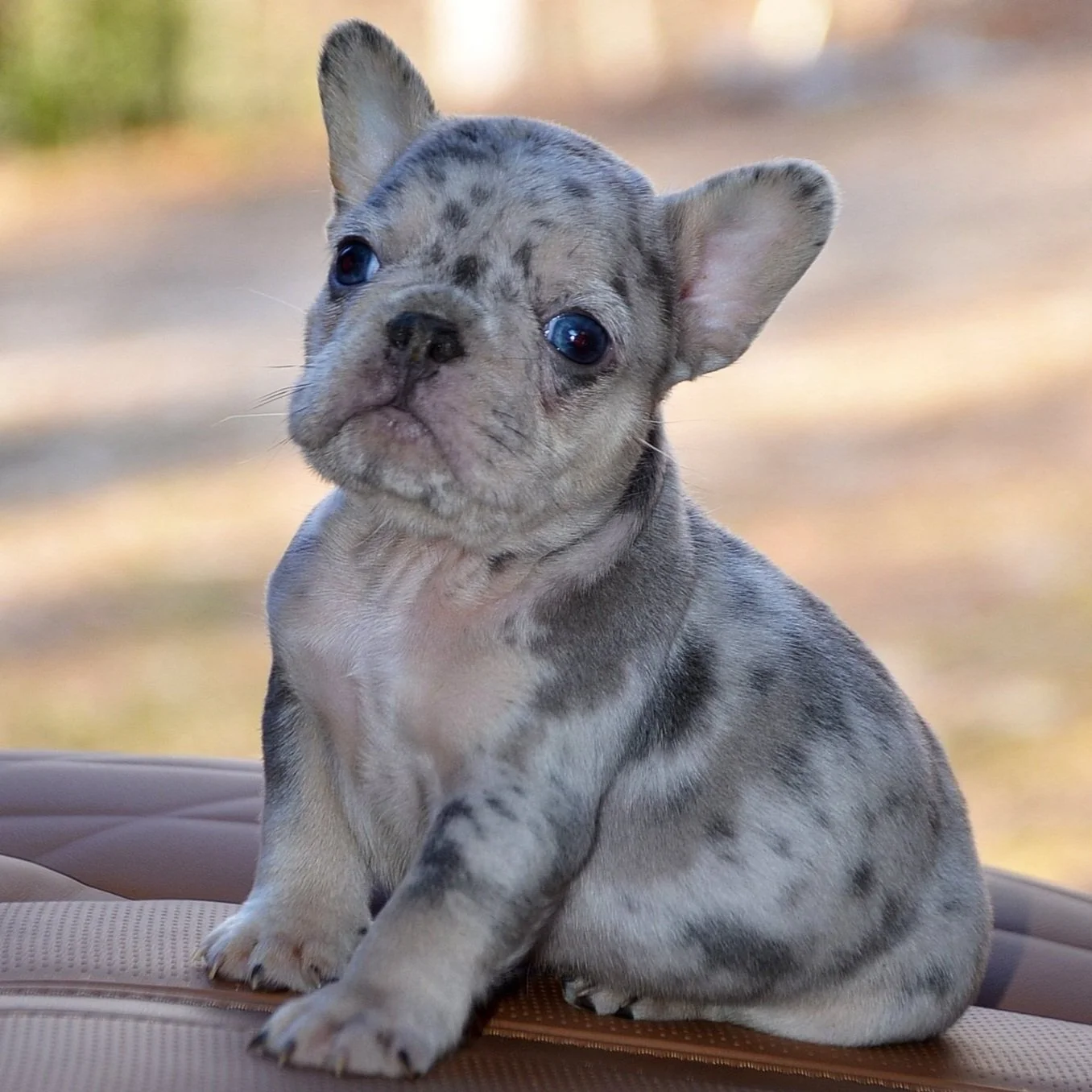 French Bulldog Puppies for Sale | Puppies Available Now | Country Club ...