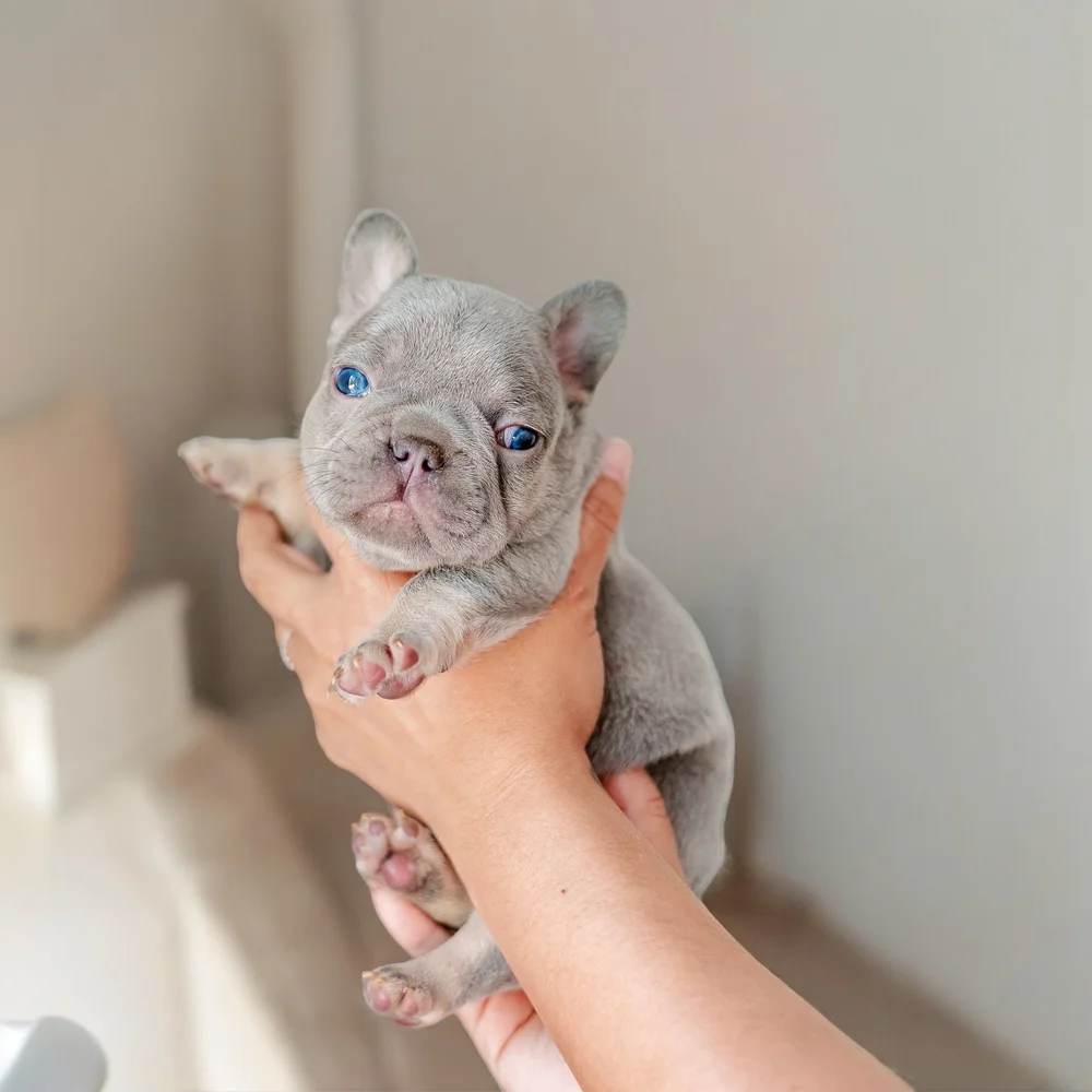 French Bulldog Puppies for Sale | Puppies Available Now | Country Club ...