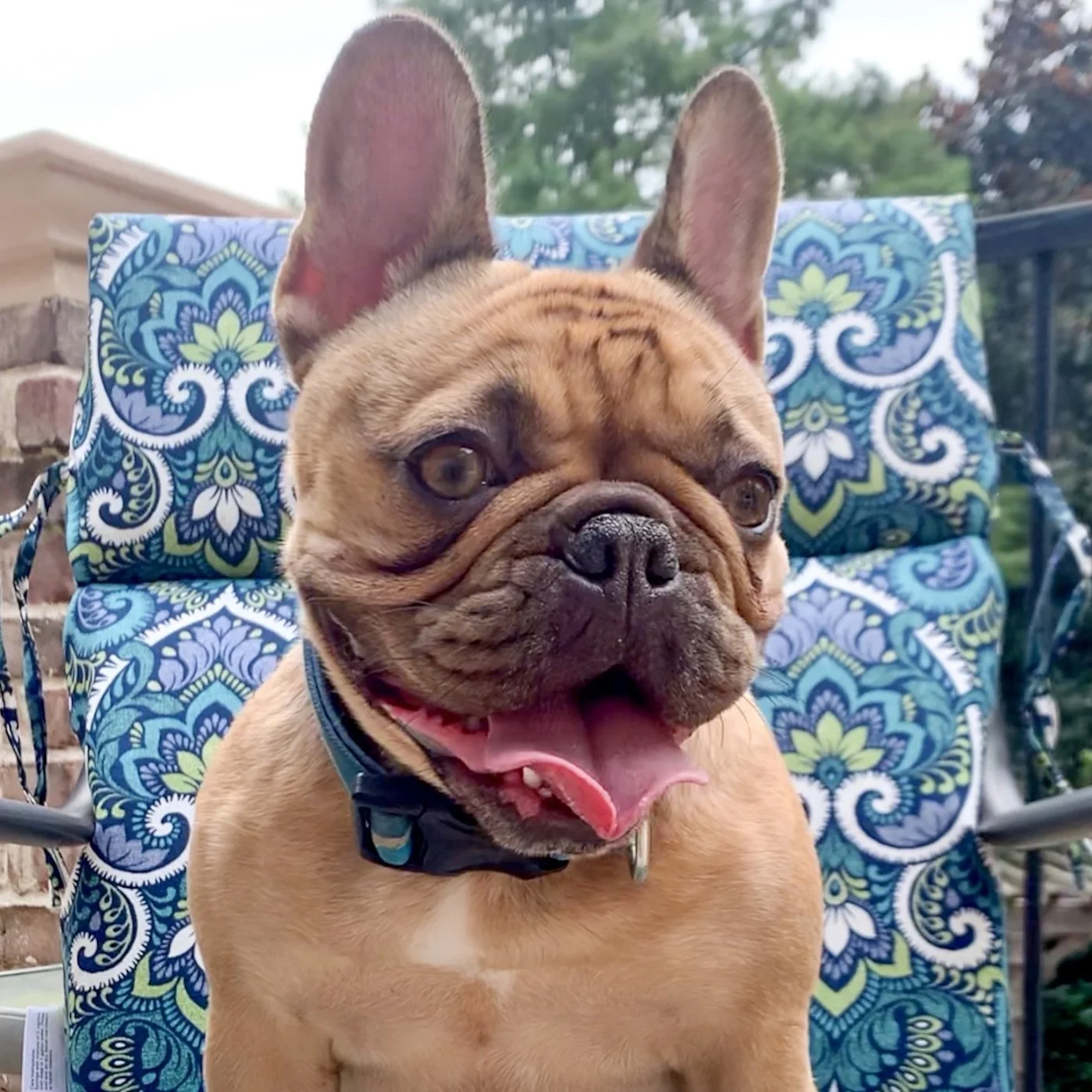 Reviews | Discover Trusted Frenchie Reviews — Country Club Frenchies