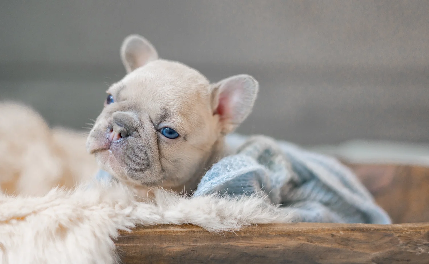 French Bulldog Puppies for Sale | Puppies Available Now | Country Club ...