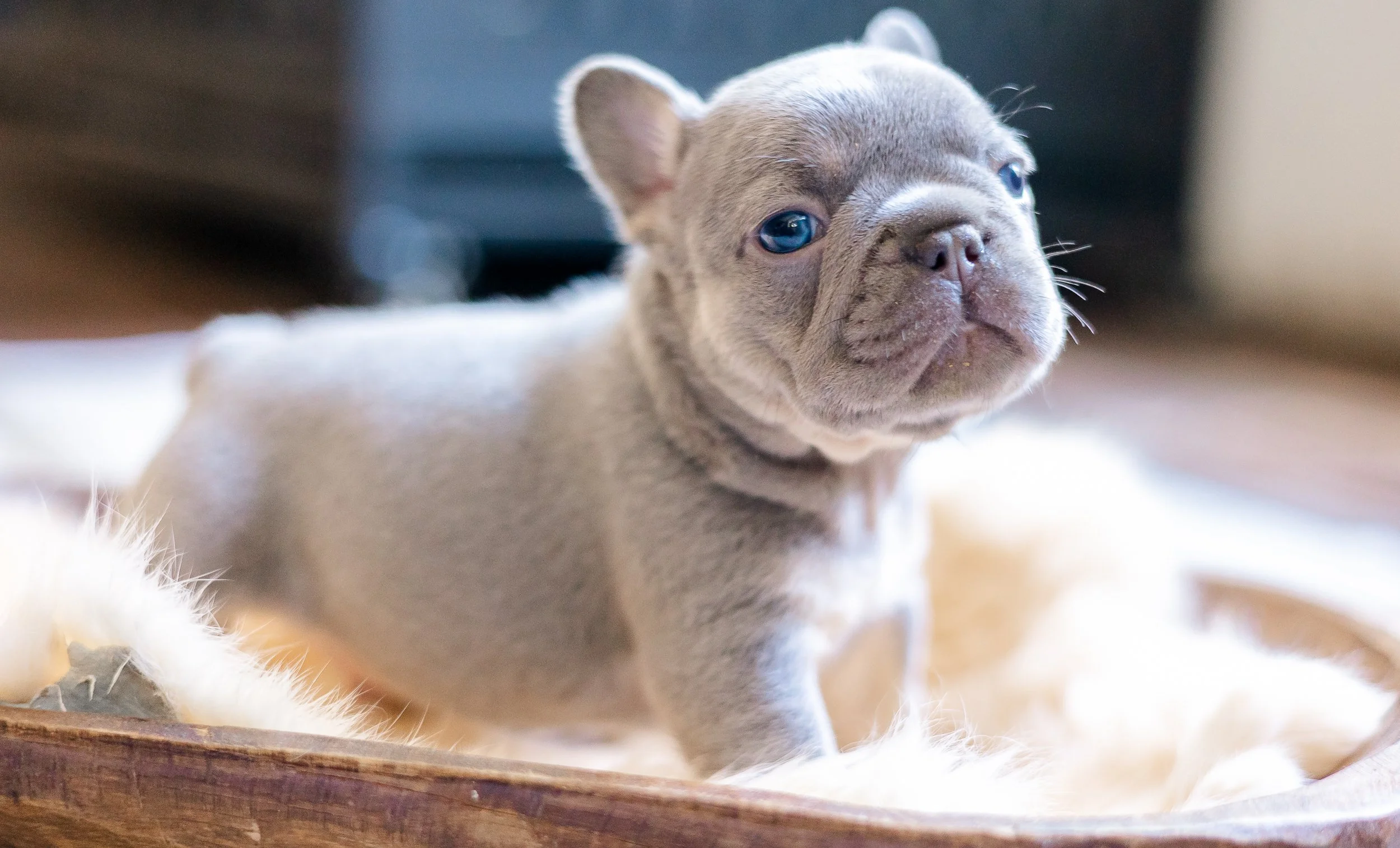 French Bulldog Puppies for Sale | Puppies Available Now | Country Club ...