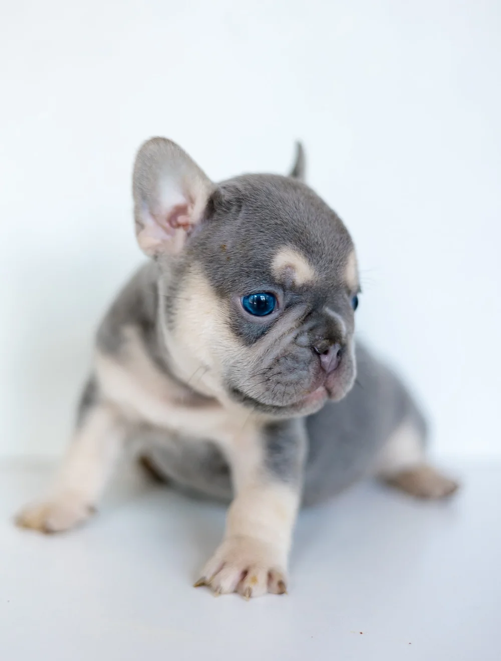 French Bulldog Puppies for Sale | Puppies Available Now | Country Club ...
