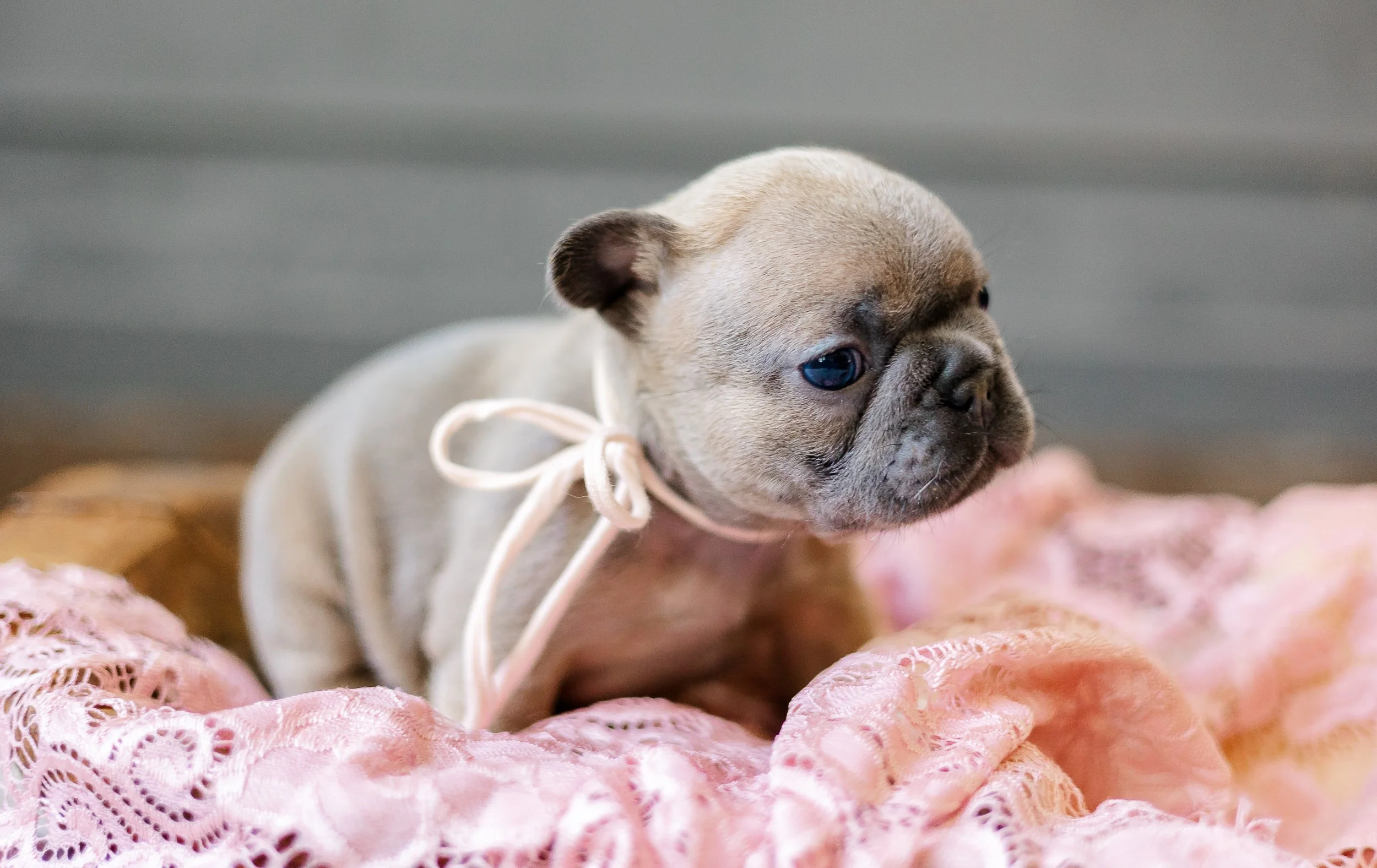 French Bulldog Puppies for Sale | Puppies Available Now | Country Club ...