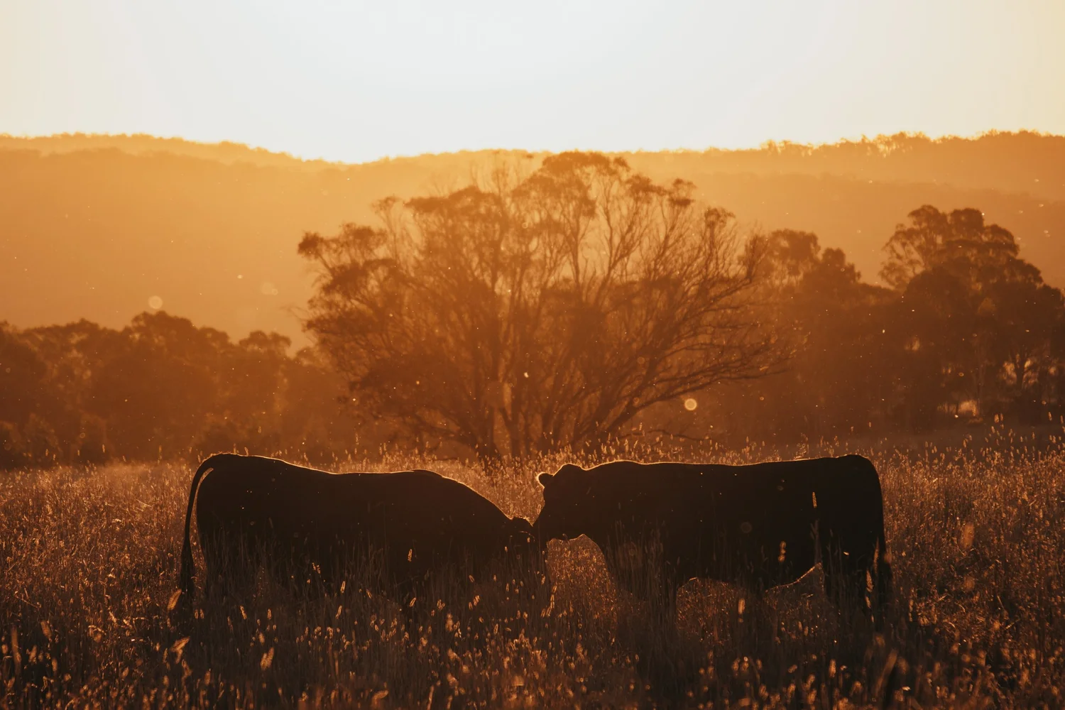 About Us — Branded Ag Marketing