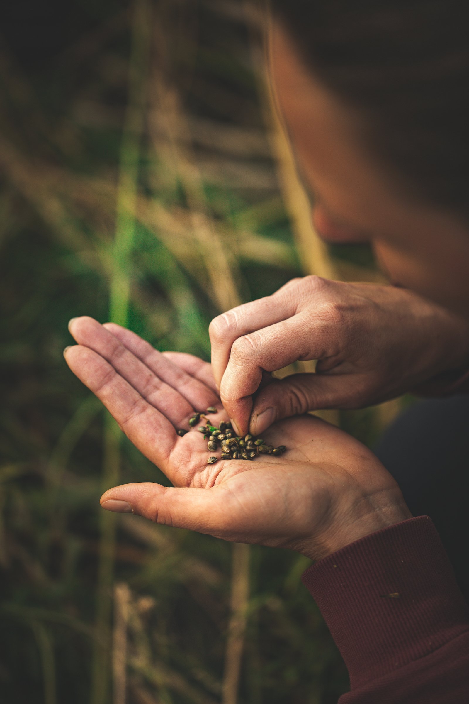 konopiUS Hemp Seed - konopius home