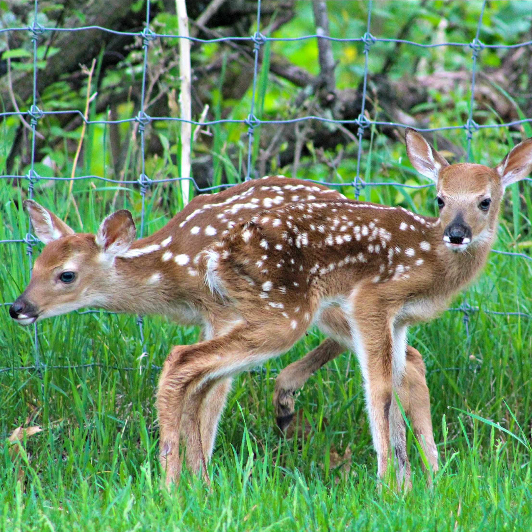 Wilderness Walk Zoo