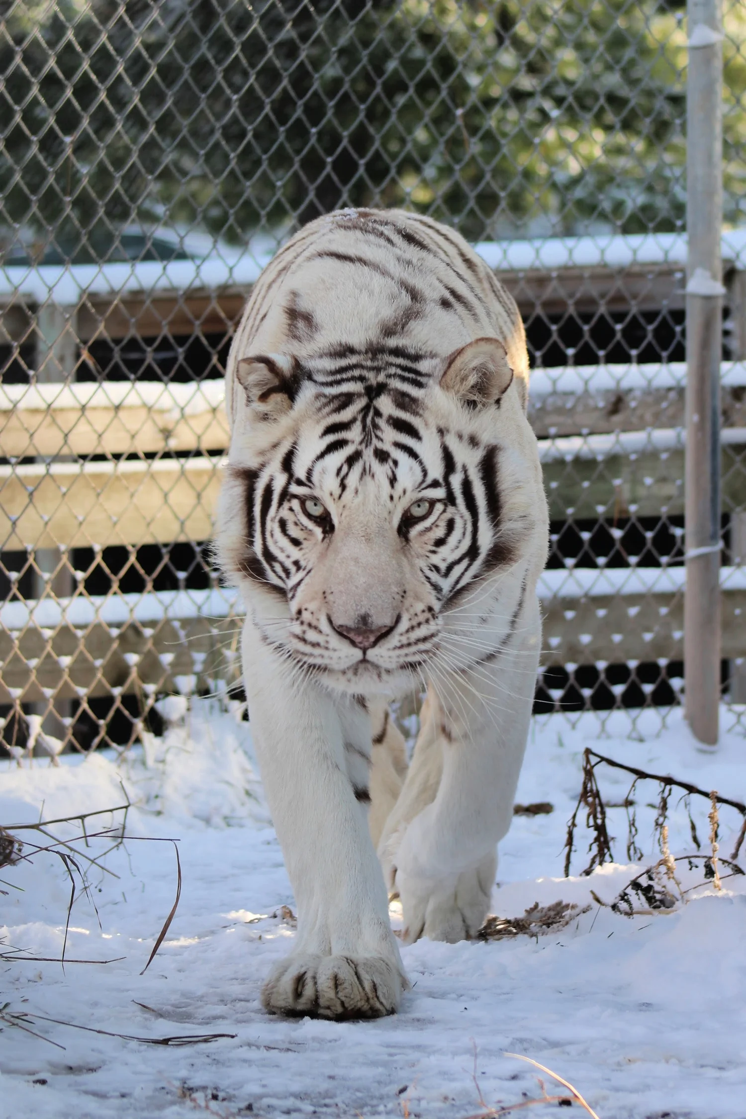 About 1 — Wilderness Walk Zoo