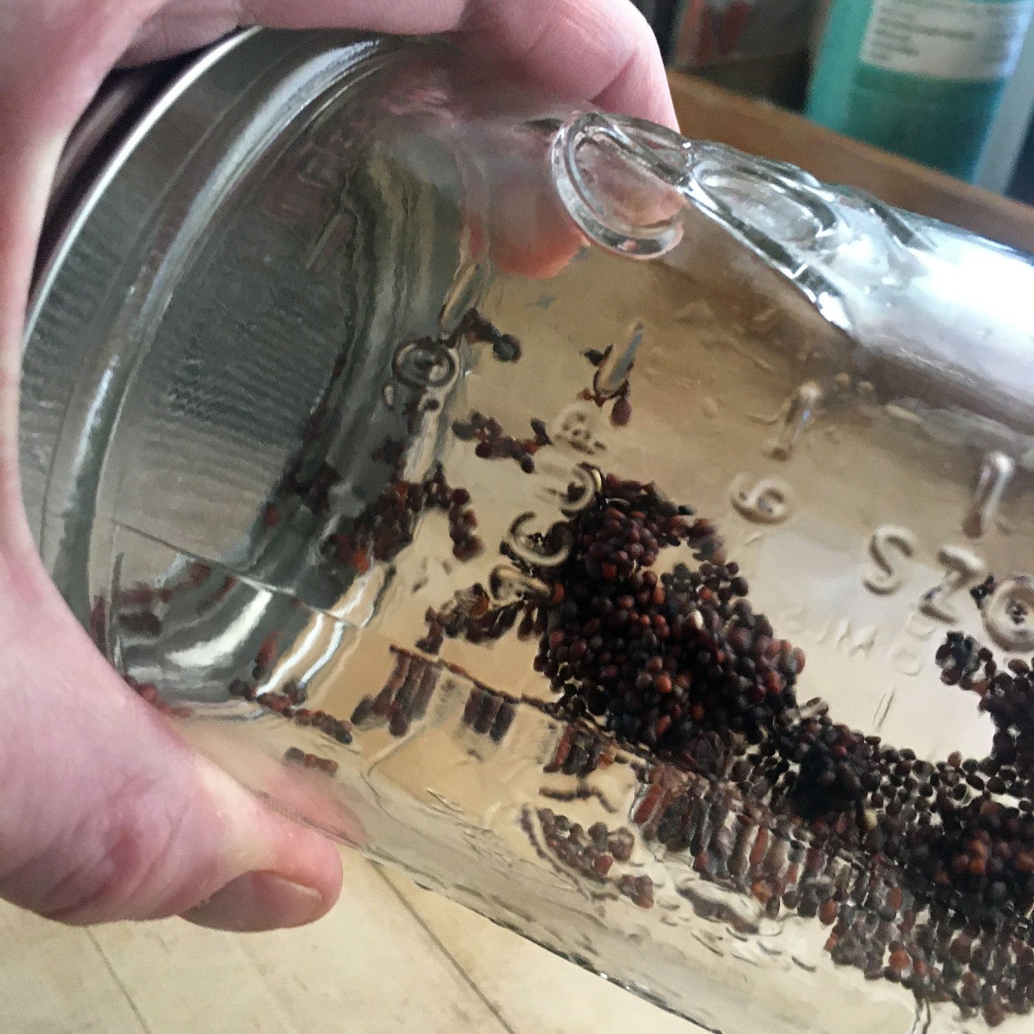 How to: Countertop Garden Broccoli Sprouts — Green Witch Vintage & Handmade