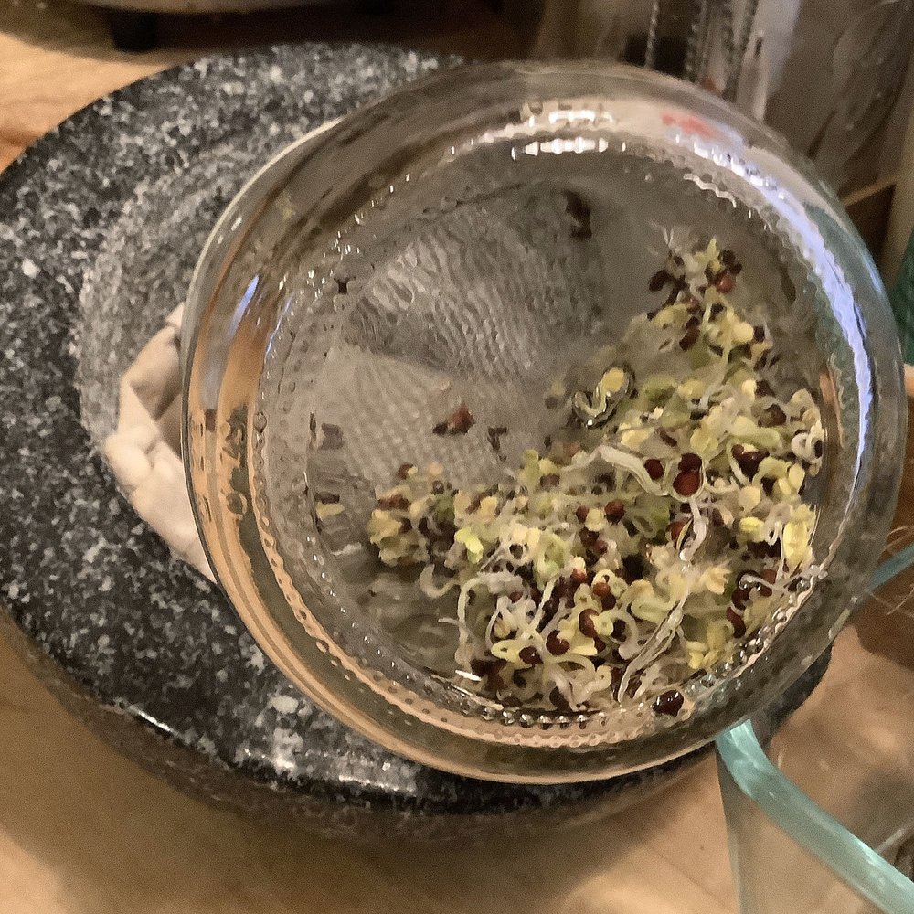 How to: Countertop Garden Broccoli Sprouts — Green Witch Vintage & Handmade