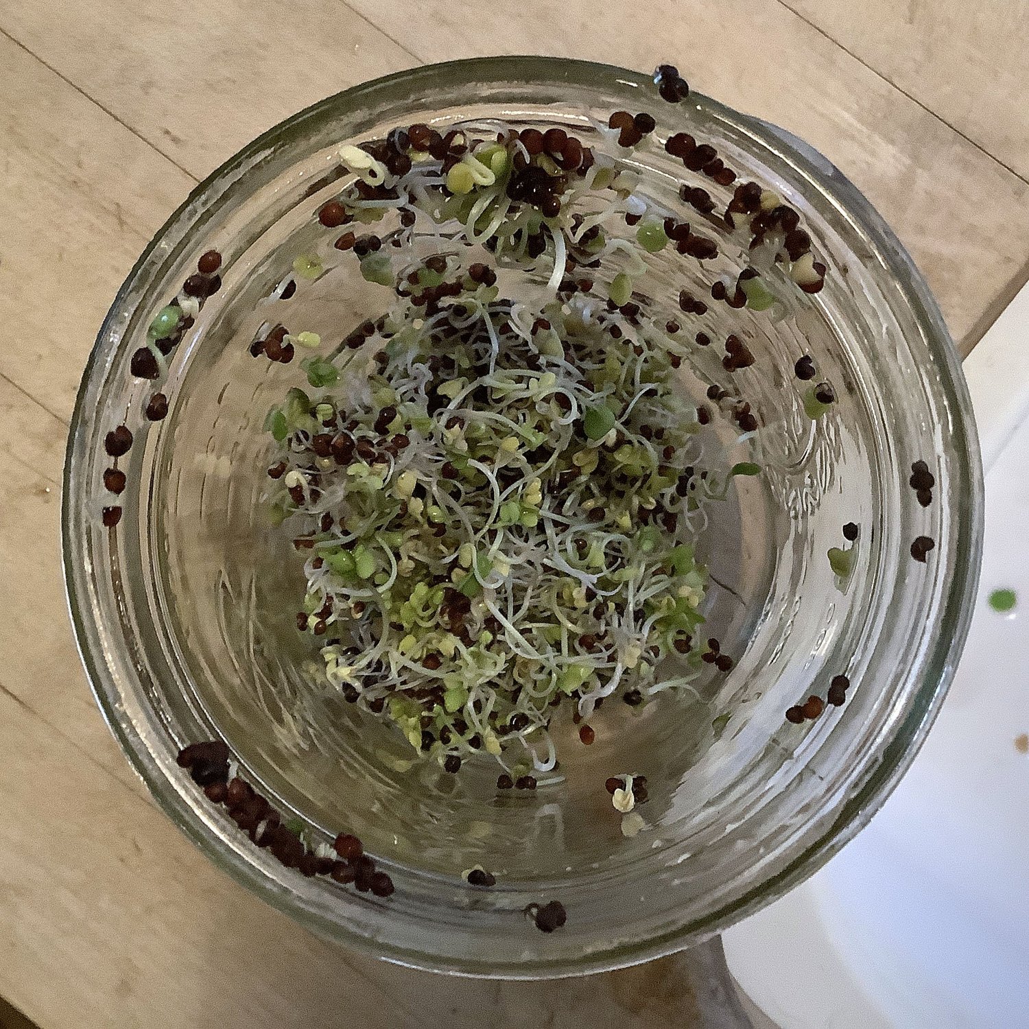 How to: Countertop Garden Broccoli Sprouts — Green Witch Vintage & Handmade