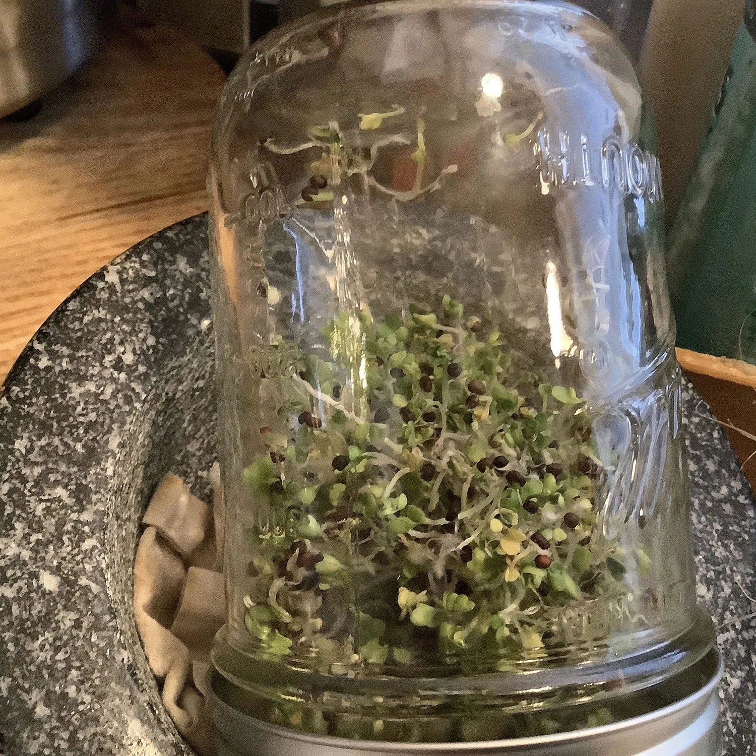 How to: Countertop Garden Broccoli Sprouts — Green Witch Vintage & Handmade
