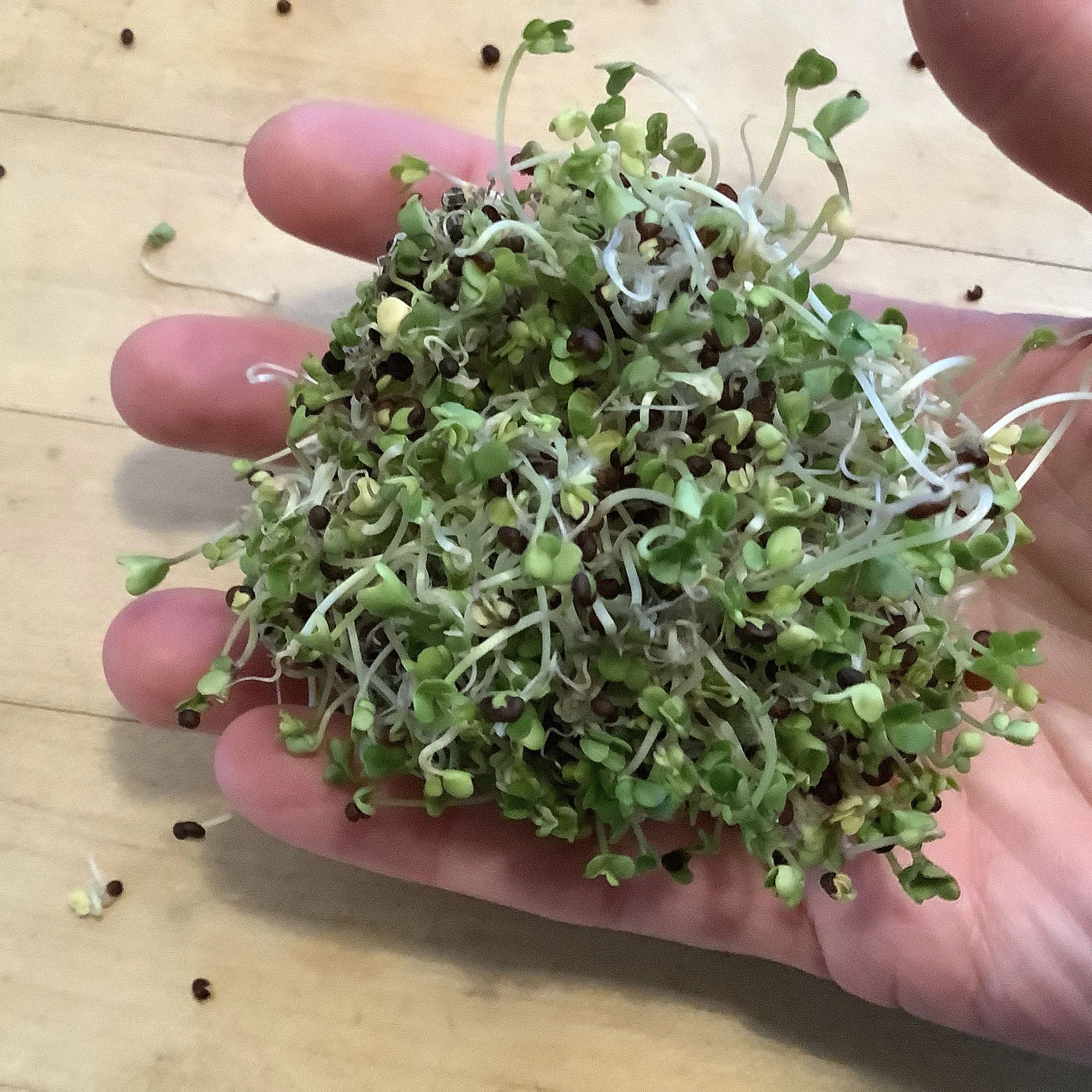 How to: Countertop Garden Broccoli Sprouts — Green Witch Vintage & Handmade