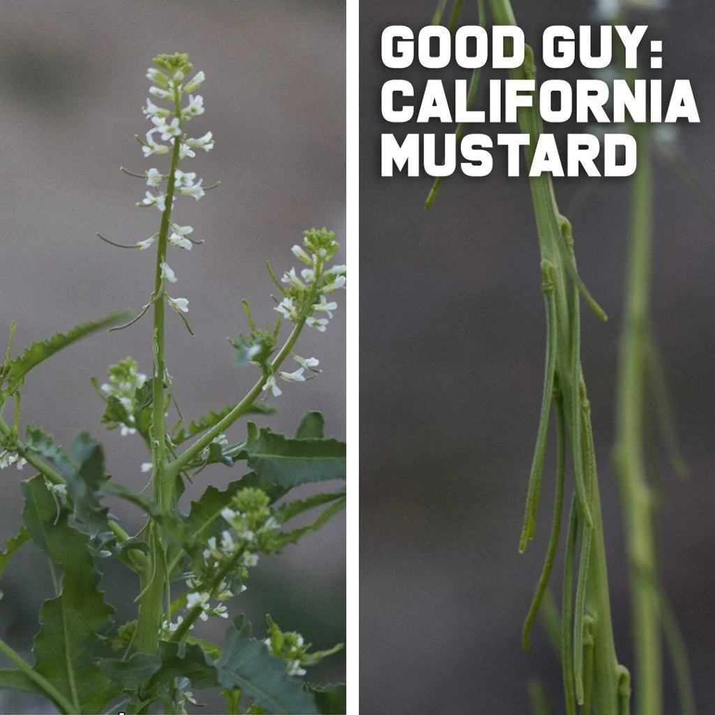 Get weeding! Help manage invasive plants in the Mojave — Mojave Desert ...
