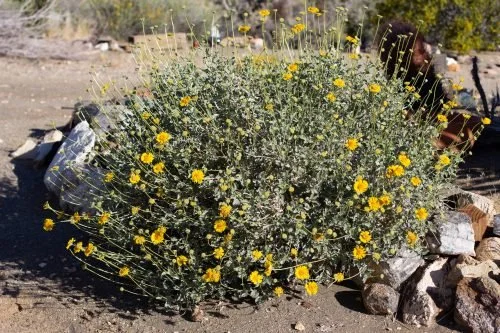 Salvia apiana Seeds — Mojave Desert Land Trust
