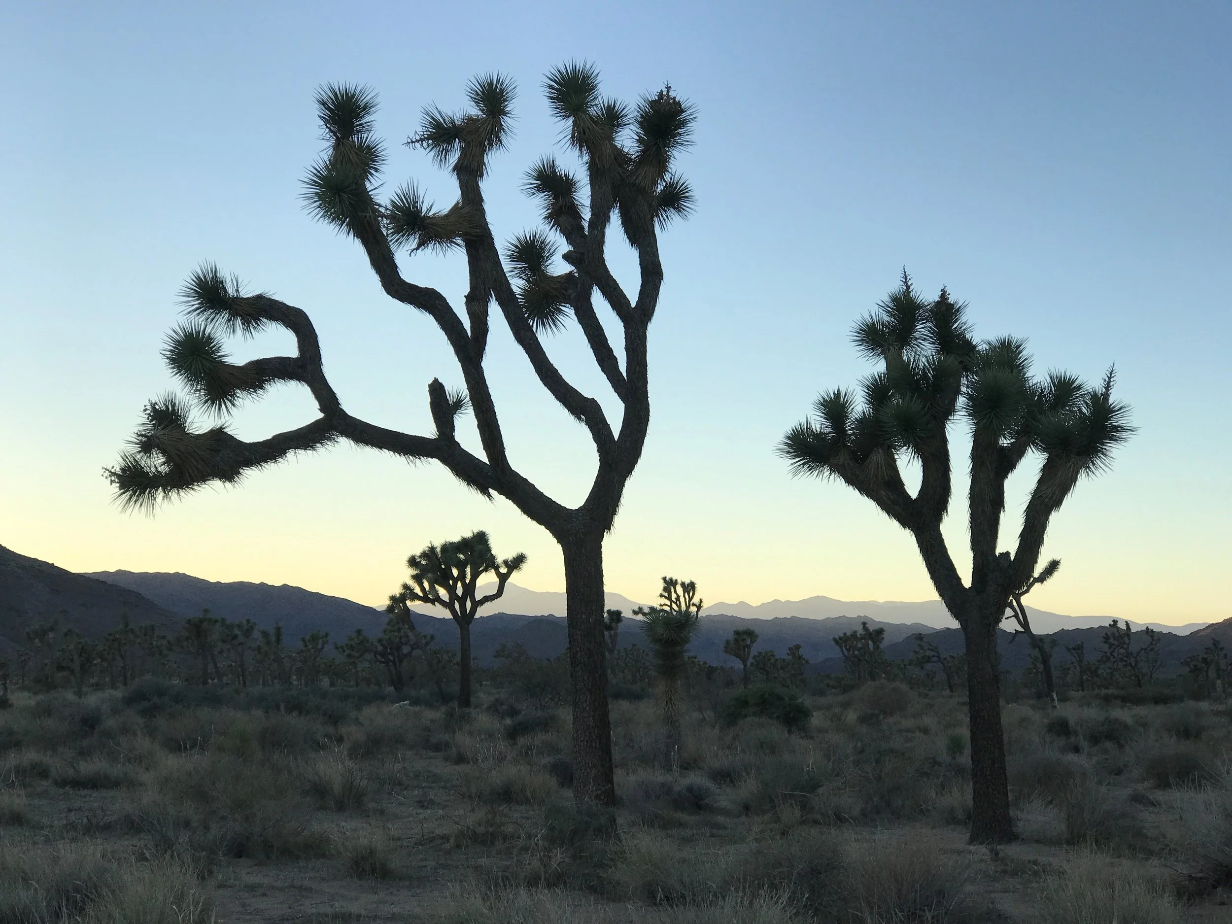 Advocacy — Mojave Desert Land Trust