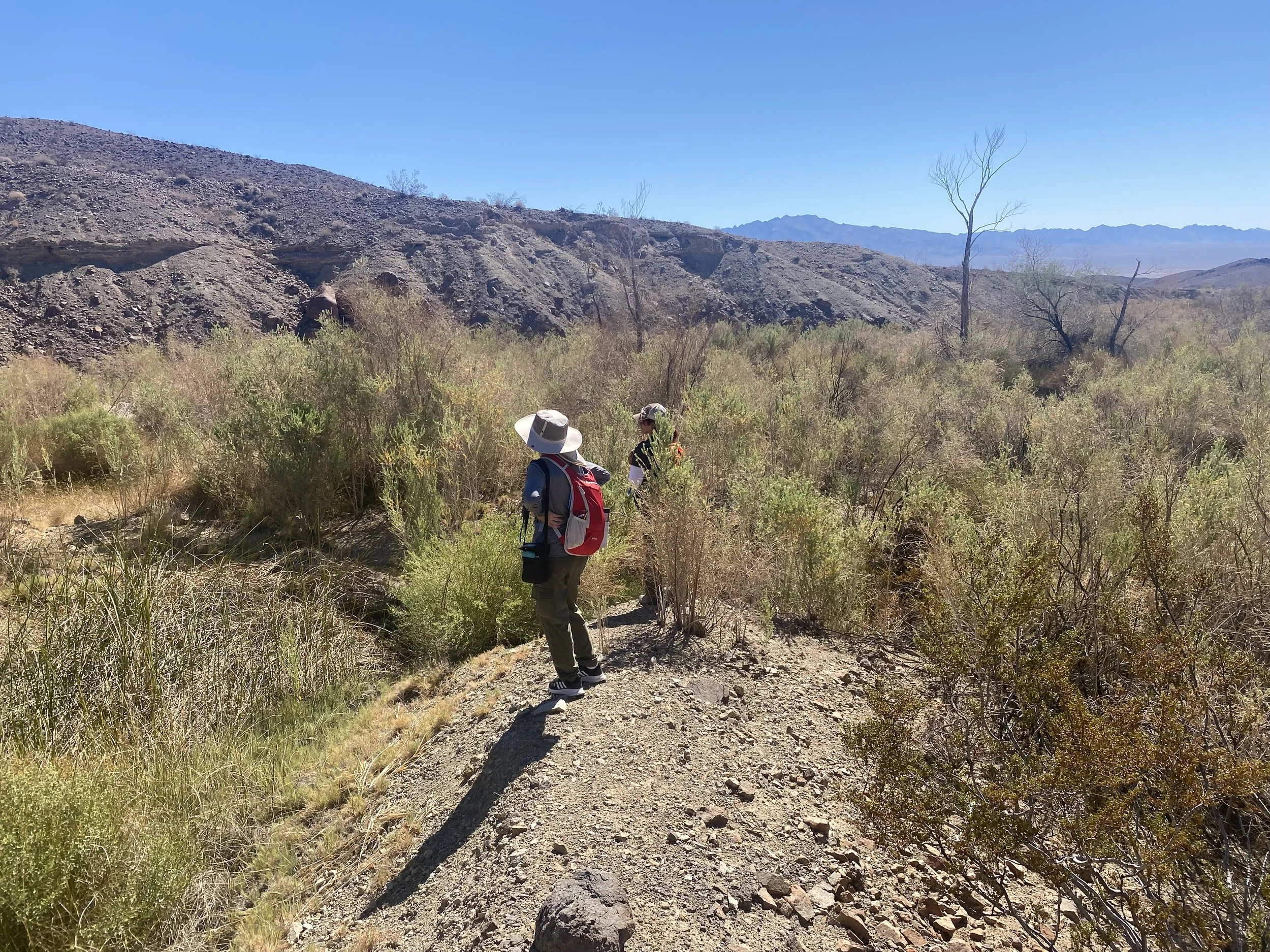 Understanding a Mojave Desert oasis — Mojave Desert Land Trust
