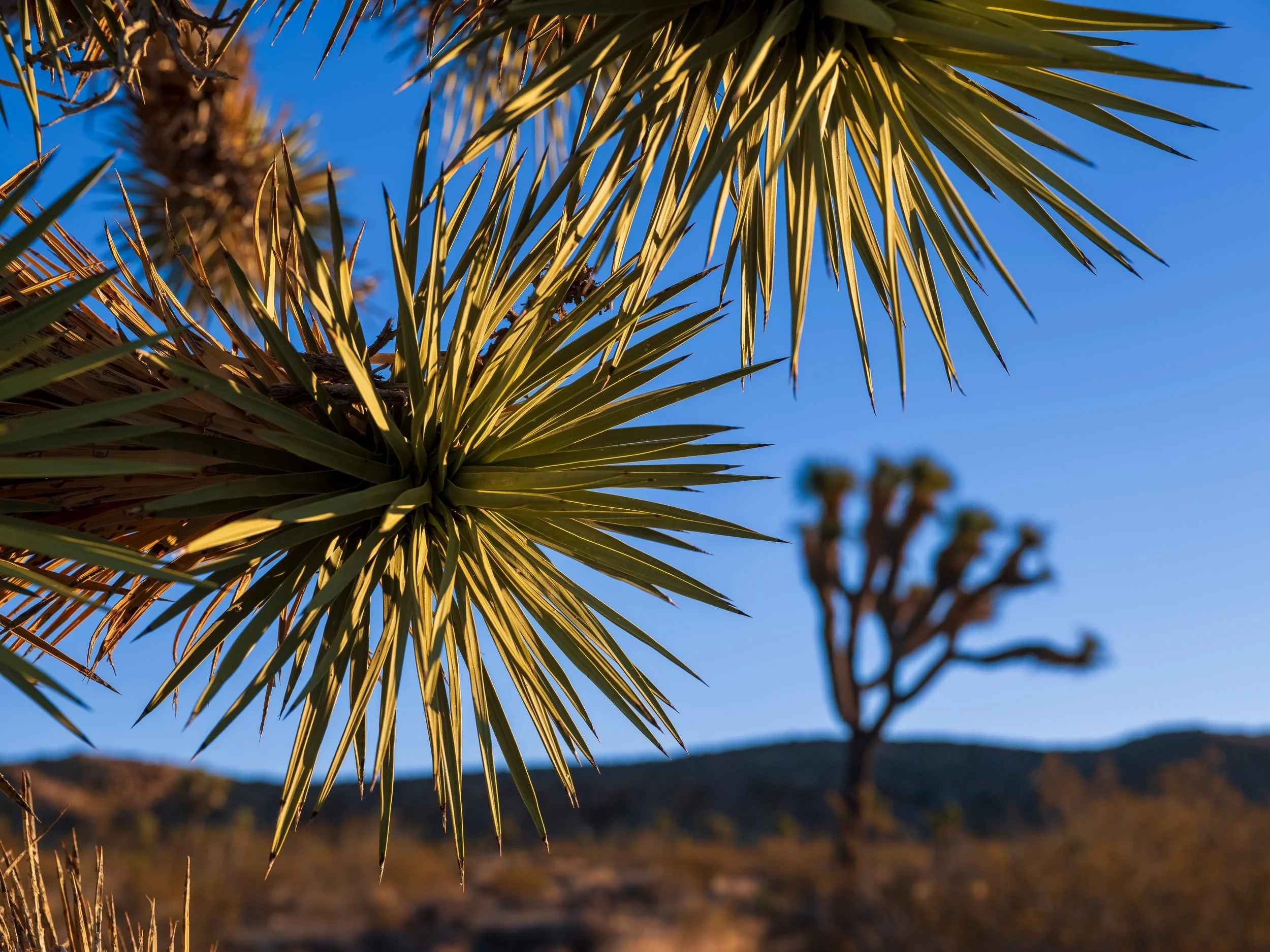 Joshua Tree Conservation Coalition — Mojave Desert Land Trust