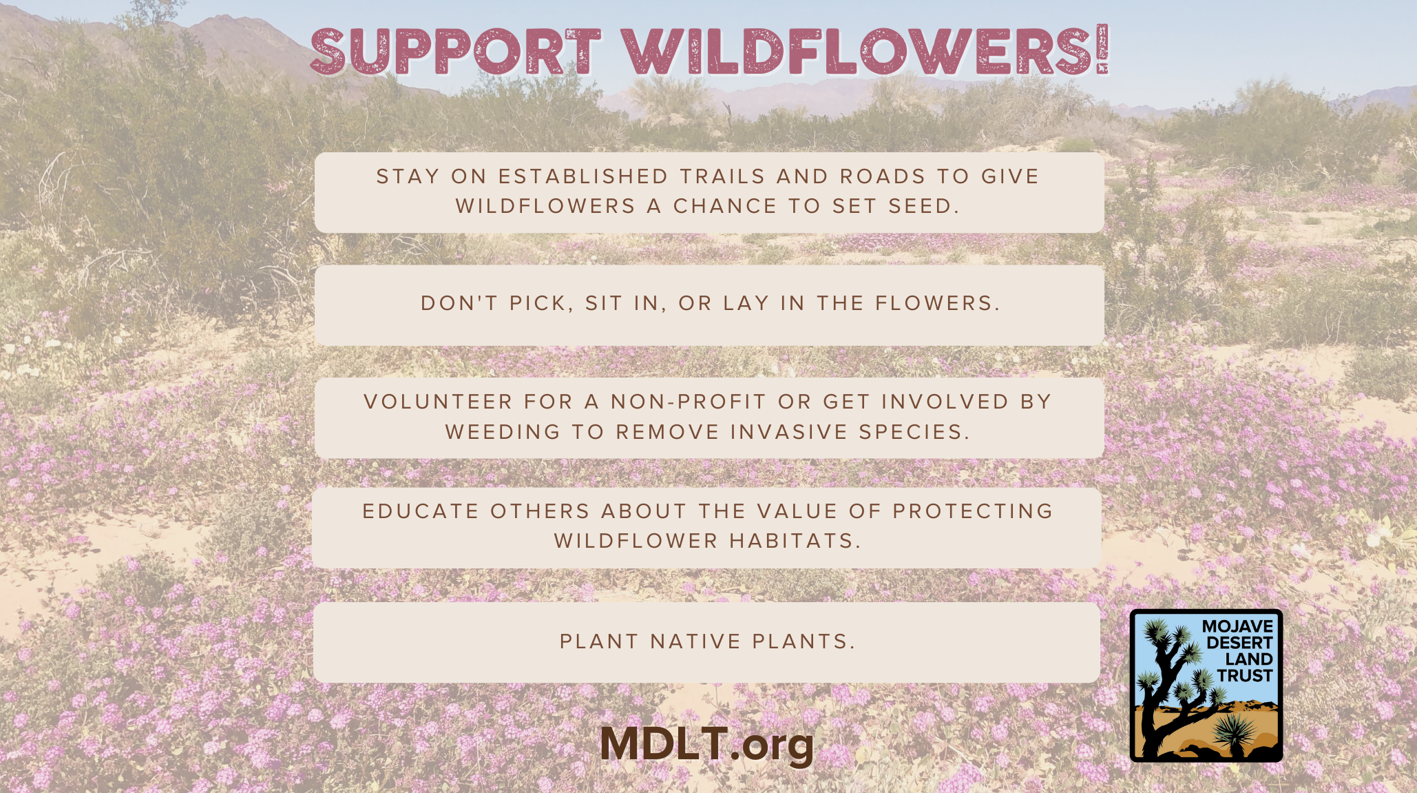 Anatomy of a superbloom — Mojave Desert Land Trust