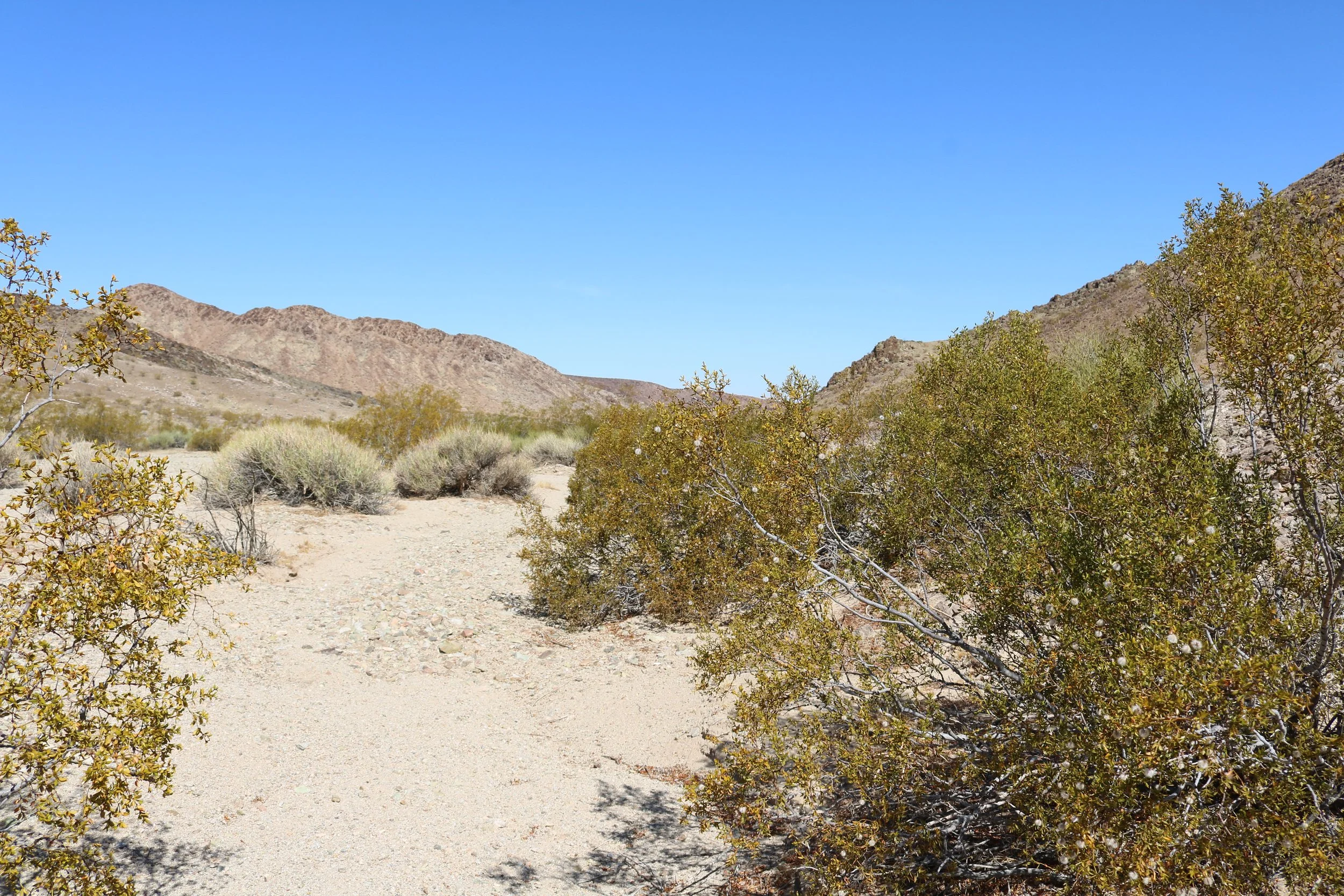 Targeted conservation for the desert tortoise — Mojave Desert Land Trust