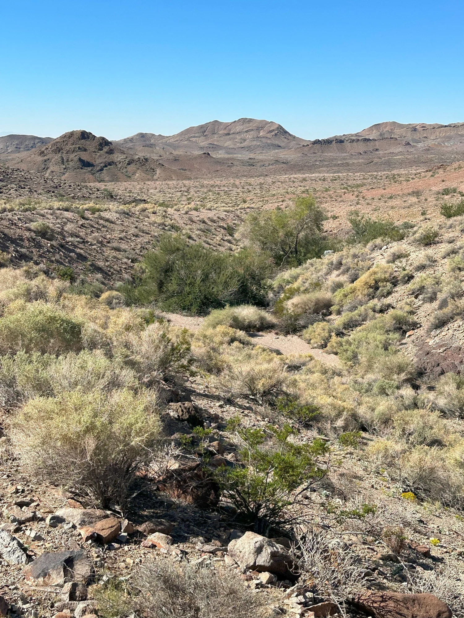 Surveys show biodiversity in Mojave springs — Mojave Desert Land Trust