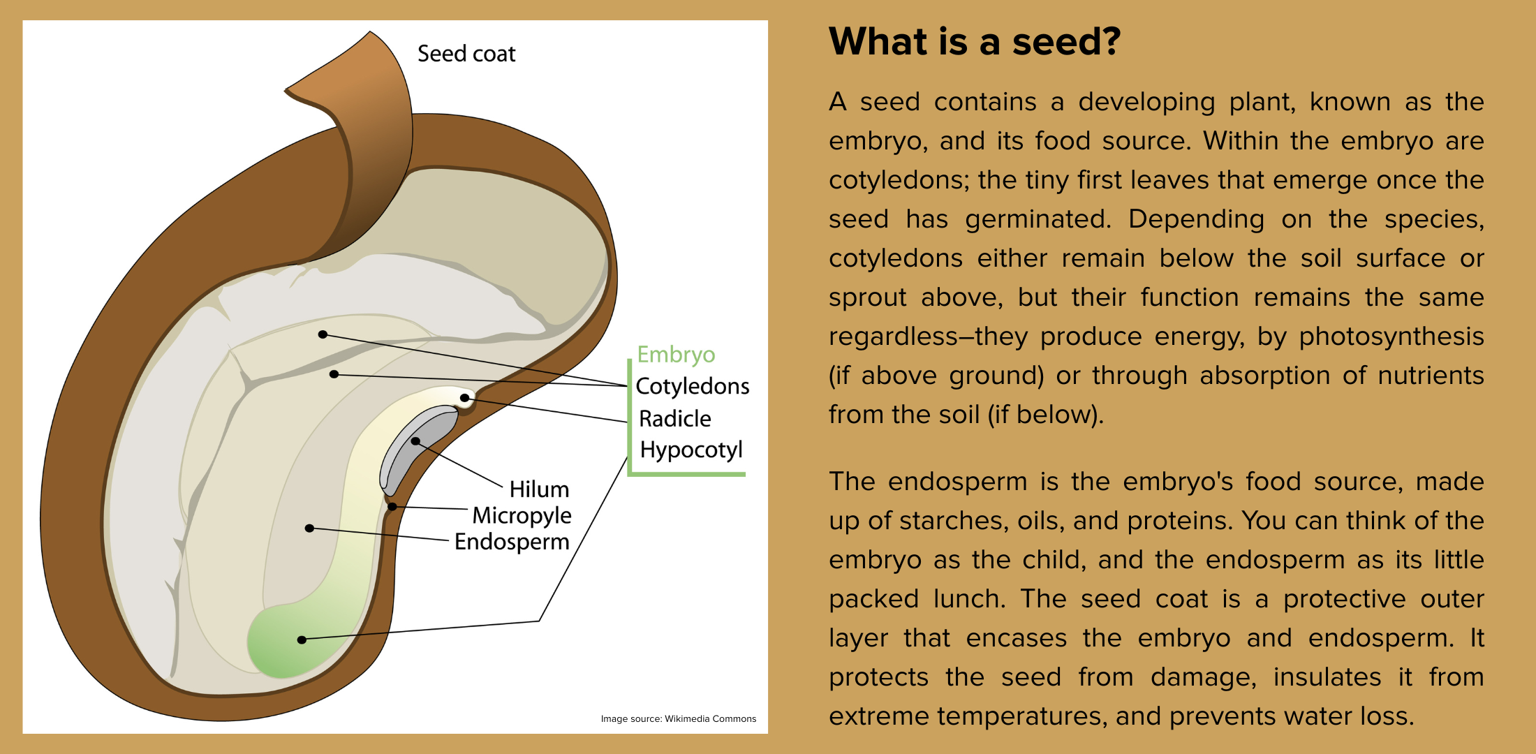 Long live the seeds: Germination testing in a conservation seed bank ...