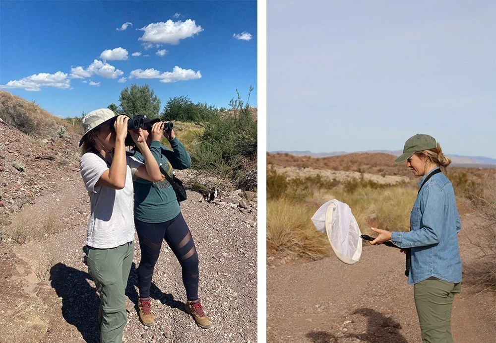 Data provides rare insights into Mojave summer birds, bees — Mojave ...