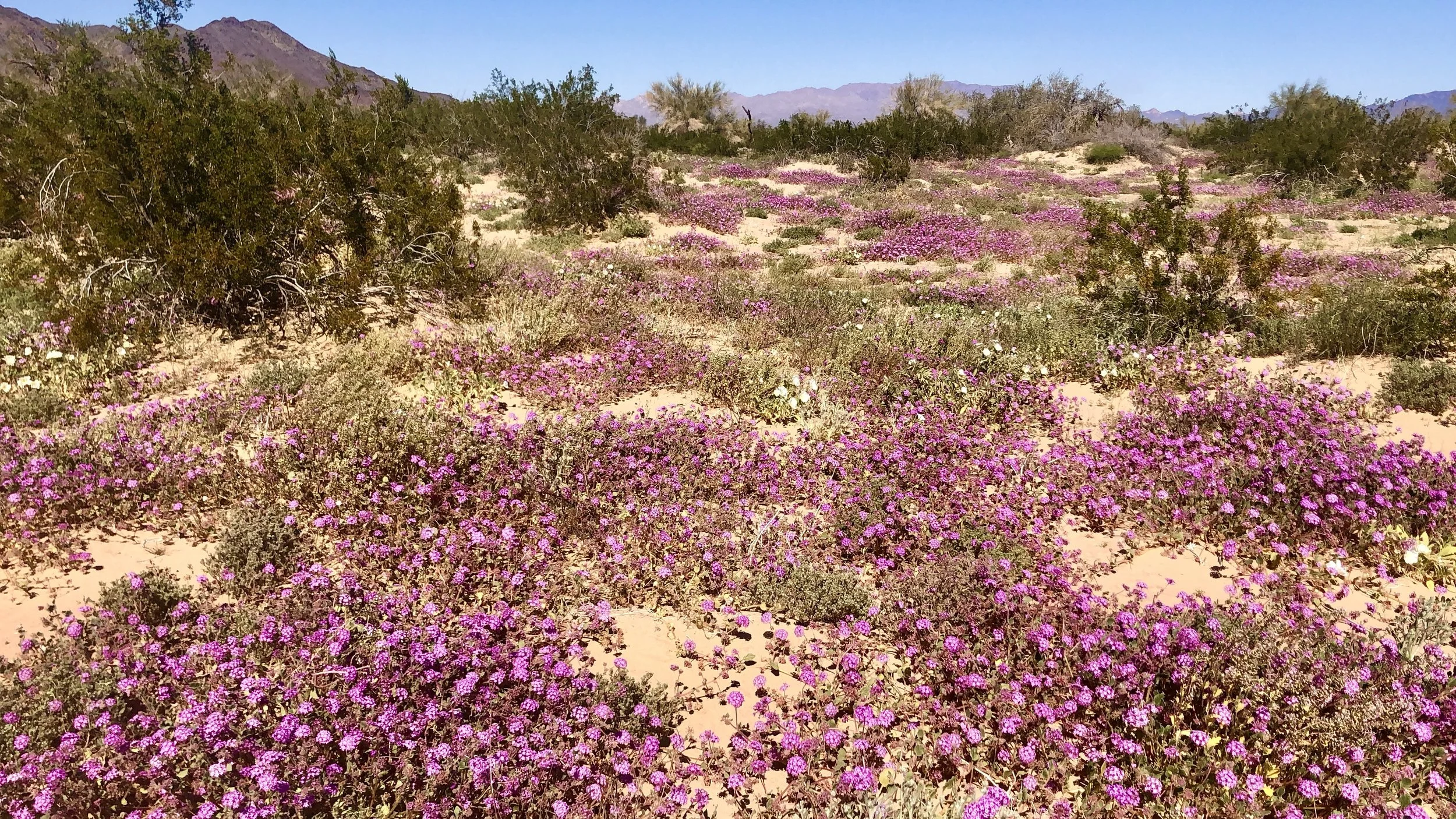 Anatomy of a superbloom — Mojave Desert Land Trust