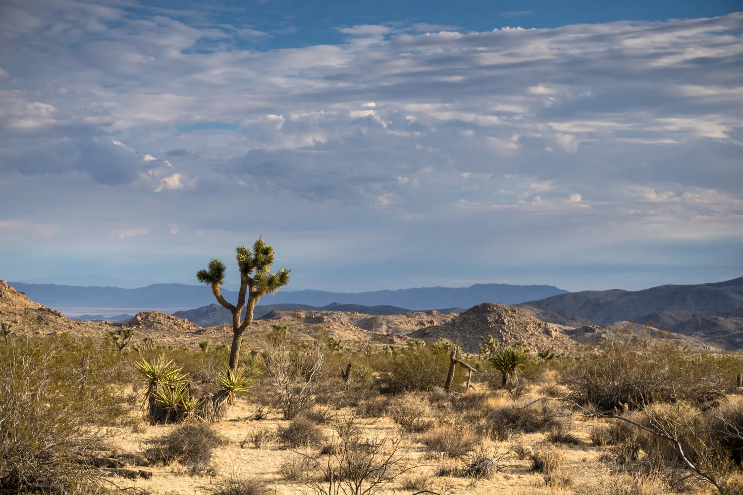 The Western Joshua Tree Conservation Act — Mojave Desert Land Trust