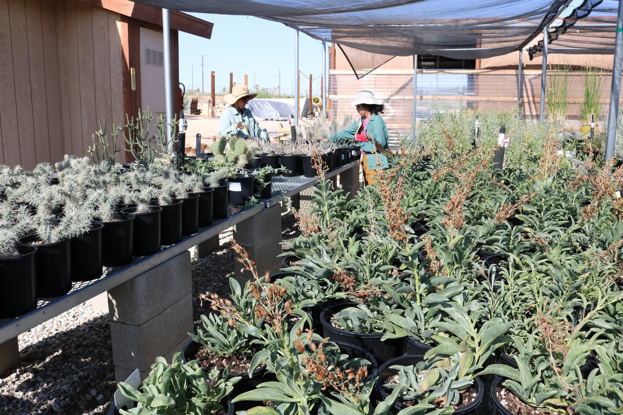Plant Conservation — Mojave Desert Land Trust