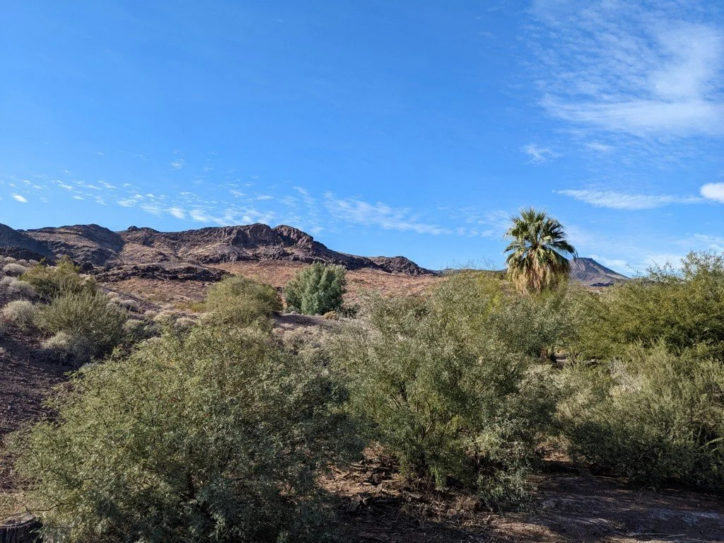 Data provides rare insights into Mojave summer birds, bees — Mojave ...