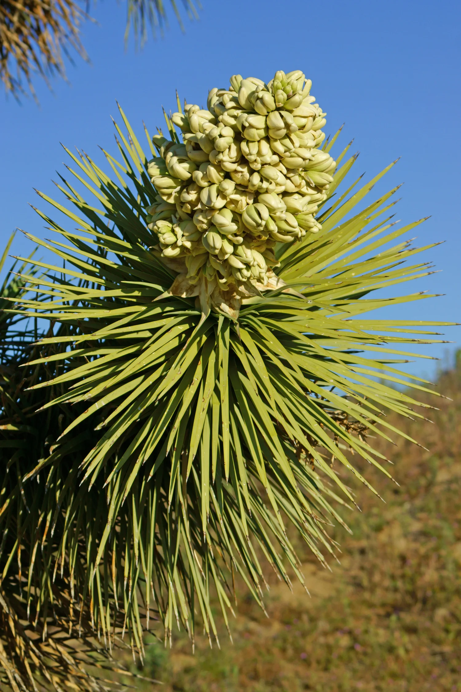 The Western Joshua Tree Conservation Act — Mojave Desert Land Trust