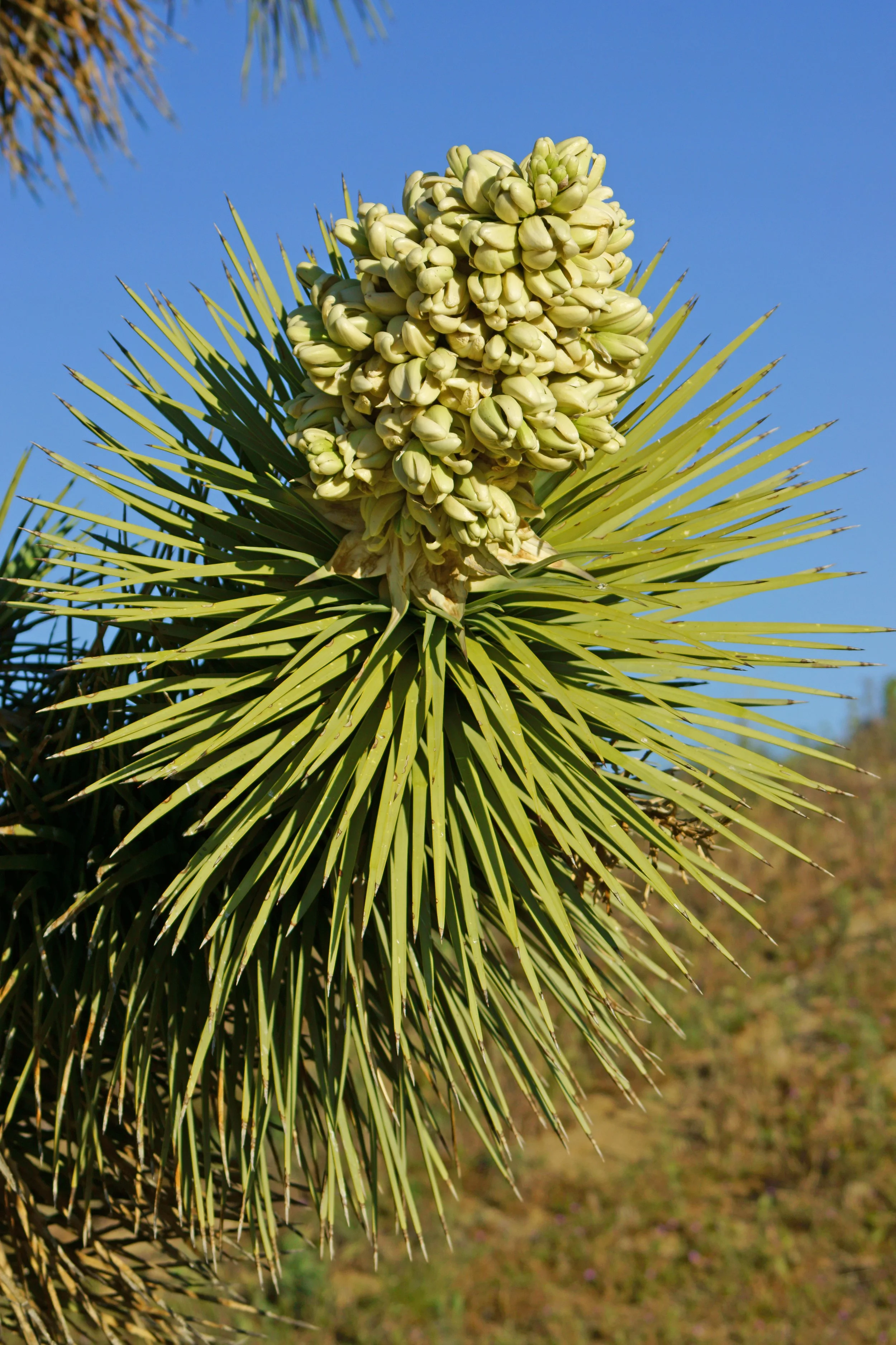 Protecting the western Joshua tree — Mojave Desert Land Trust