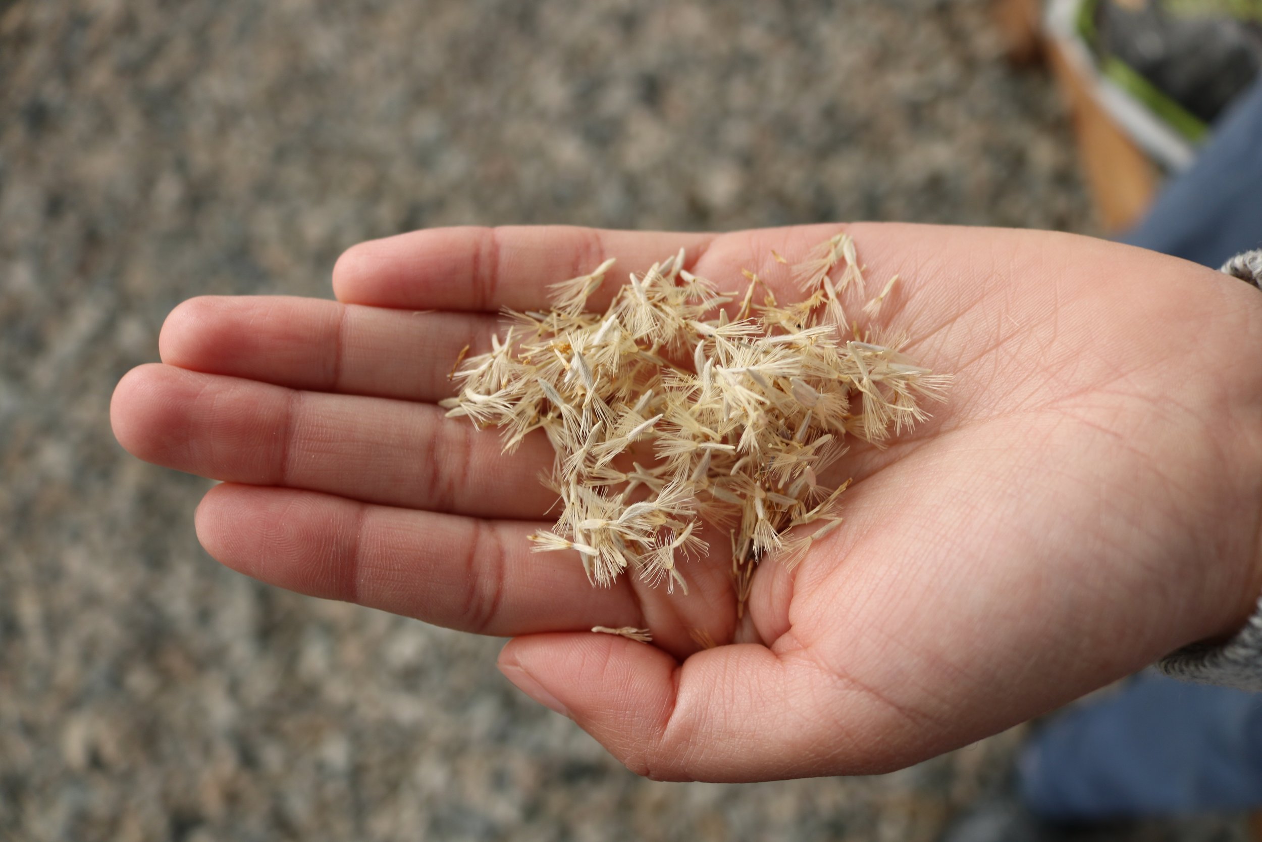 Mojave Desert Seed Bank — Mojave Desert Land Trust