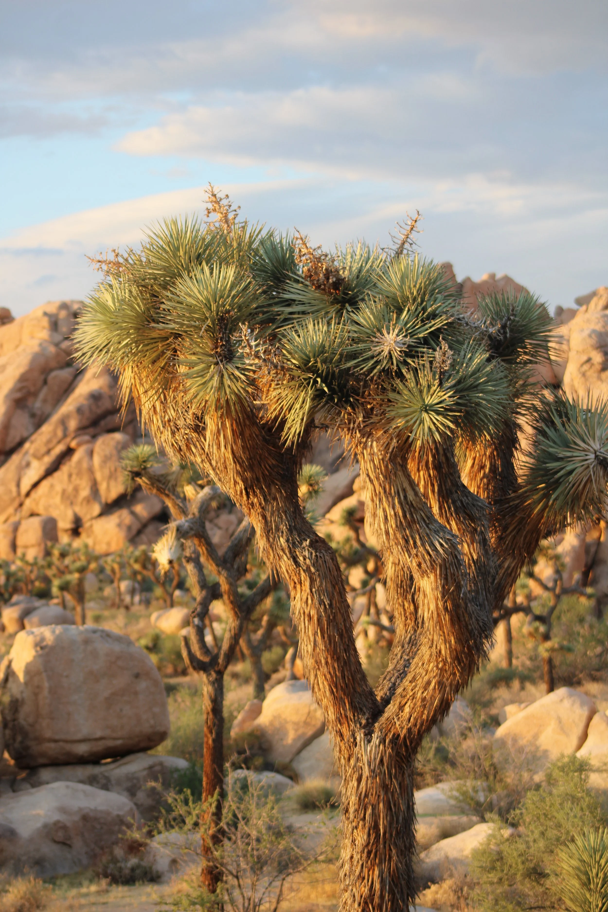 Joshua Tree Conservation Coalition — Mojave Desert Land Trust