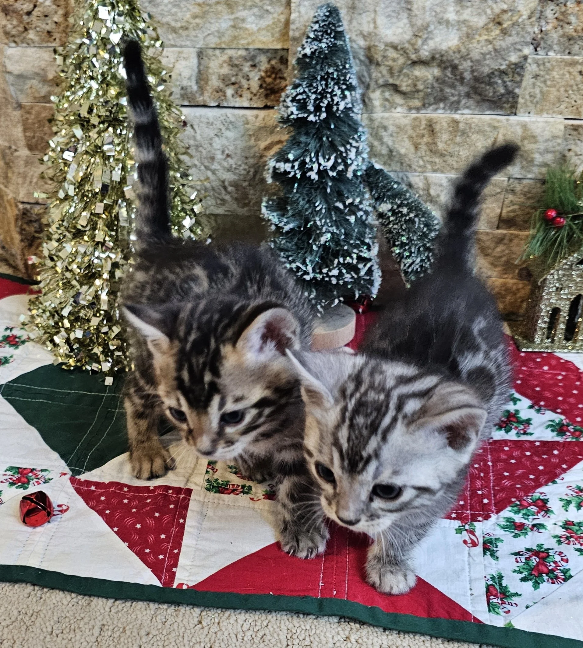 Silver and Silver Snow Lynx Bengal Kittens Available in Minnesota ...