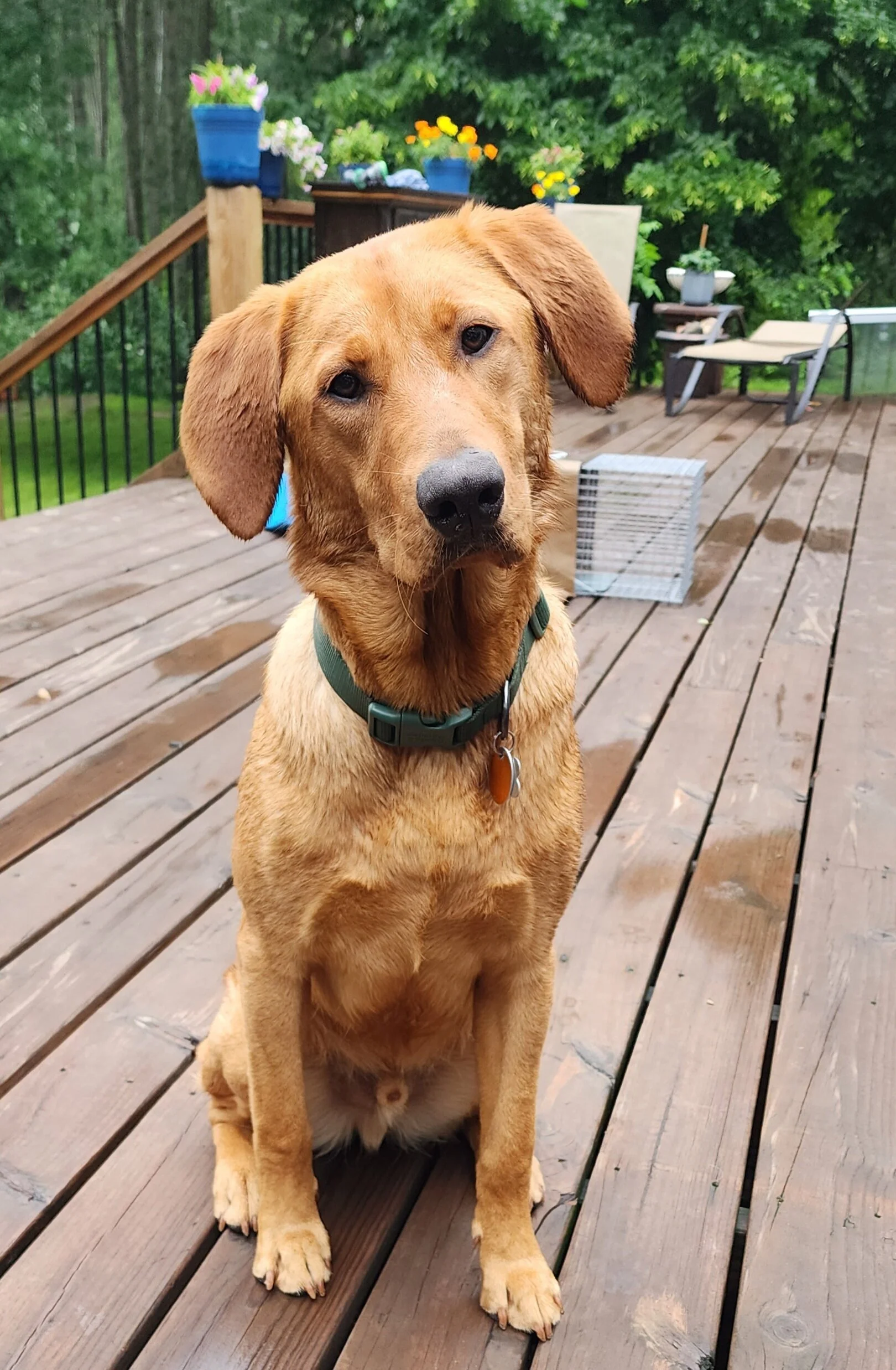 Moonshadow Labradors Puppy Deposit — Starry Night Farm on Horseshoe Lake