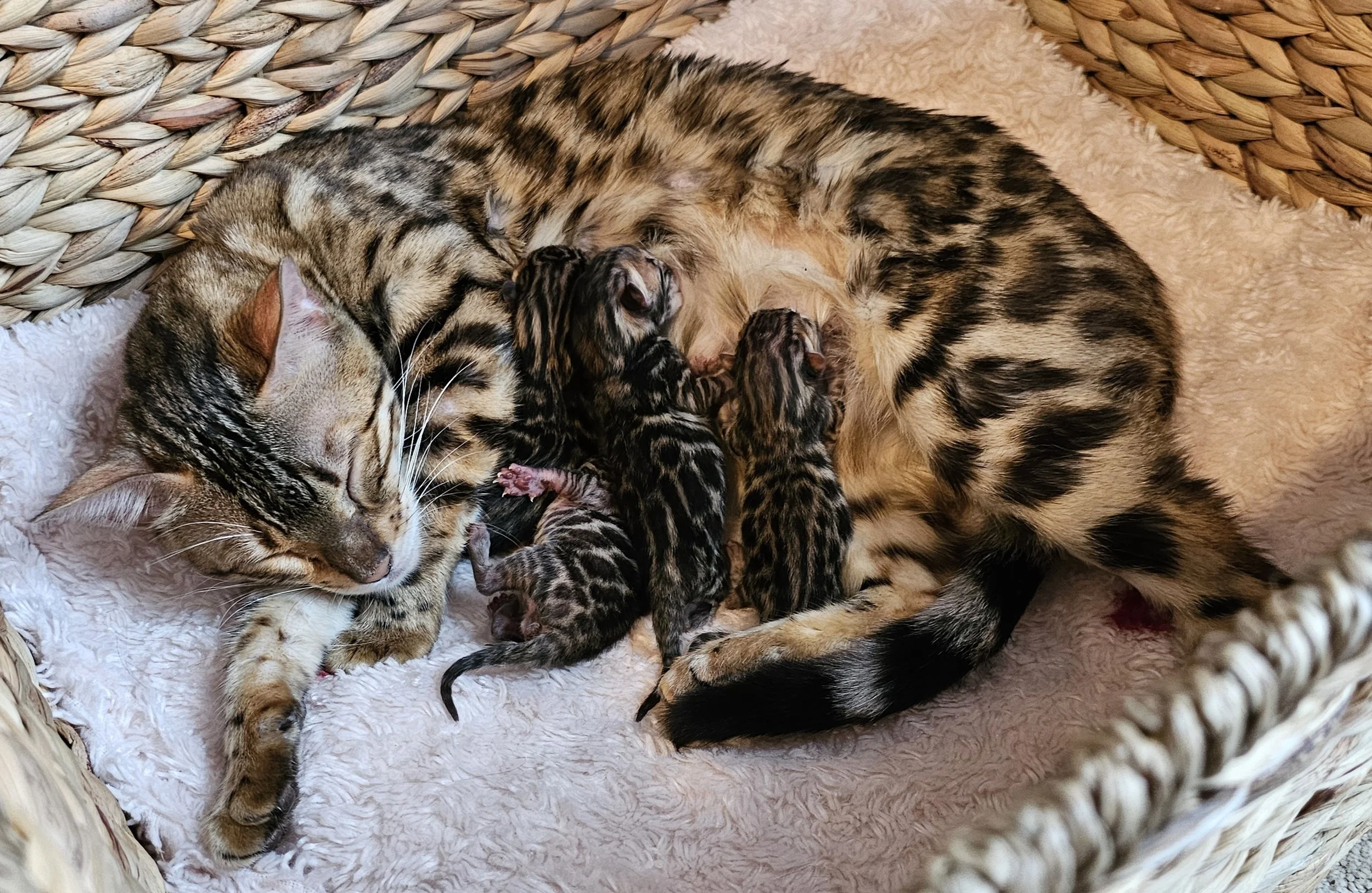 Bengal Cats and Kittens Available in Minnesota from Bella Luna Gatte ...