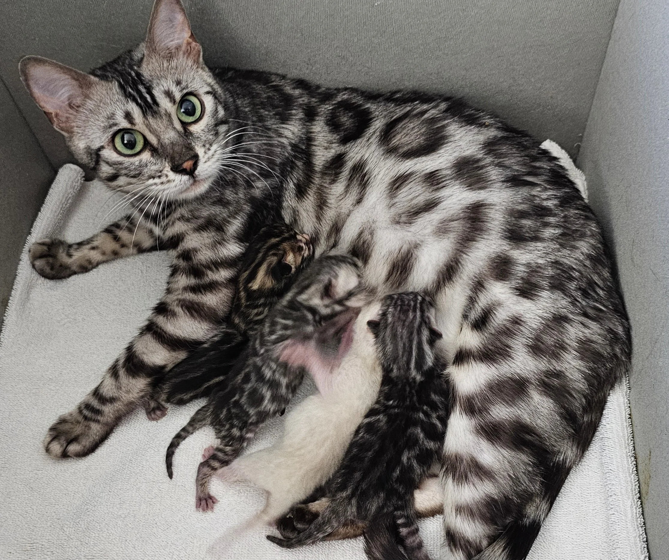 Bengal Cats and Kittens Available in Minnesota from Bella Luna Gatte ...